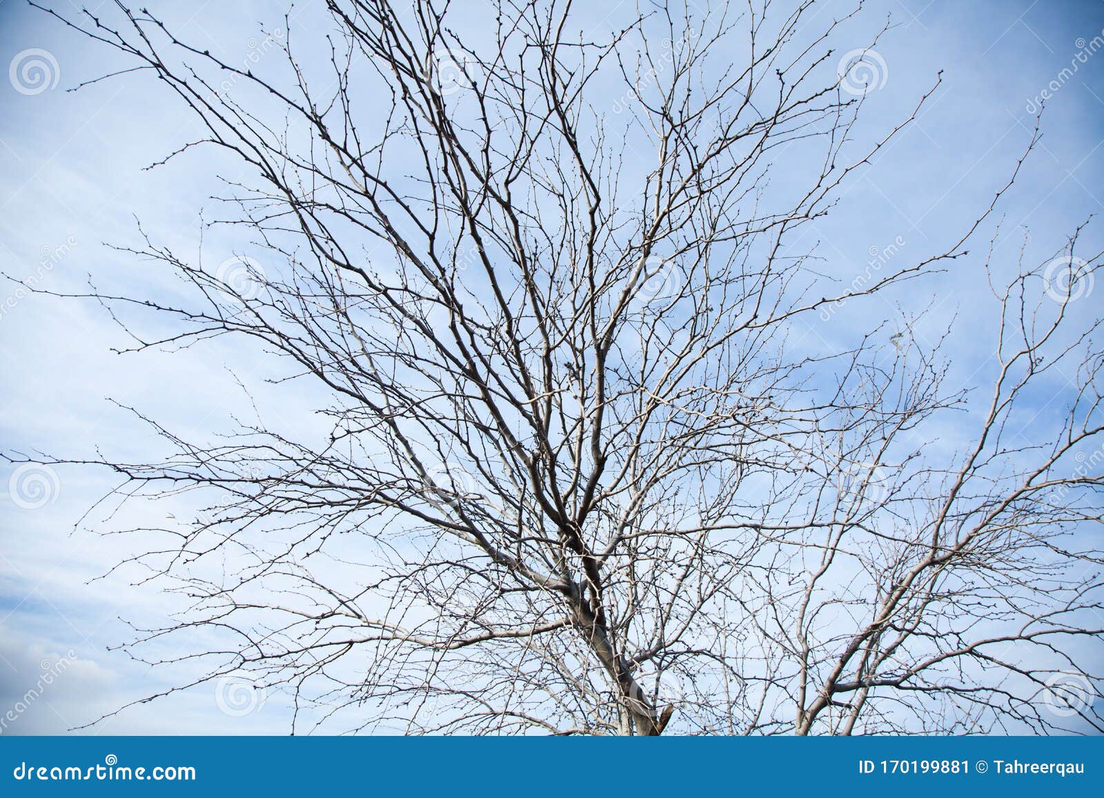 Leafless tree in fall stock image. Image of fall, cereal - 170199881