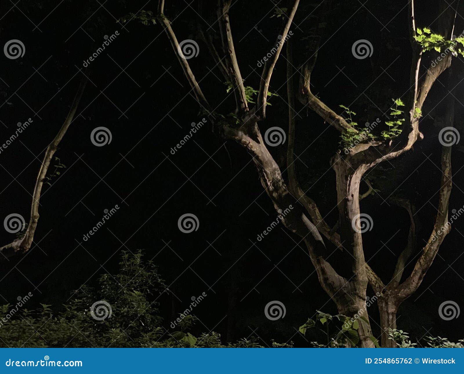 Leafless Tree in the Forest during Night Time Stock Photo - Image of ...