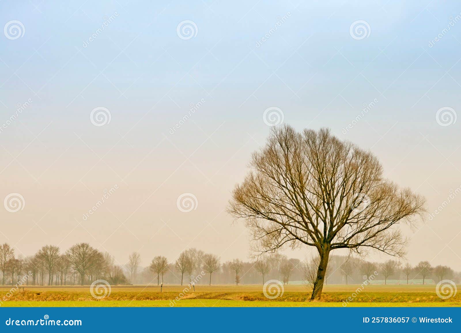 A Leafless Tree in a Greenfield with a Blue Sky Stock Image - Image of ...