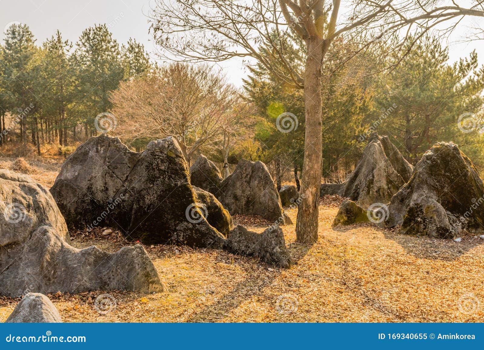 Tree Surrounded by Boulders Stock Image - Image of geology, park: 169340655