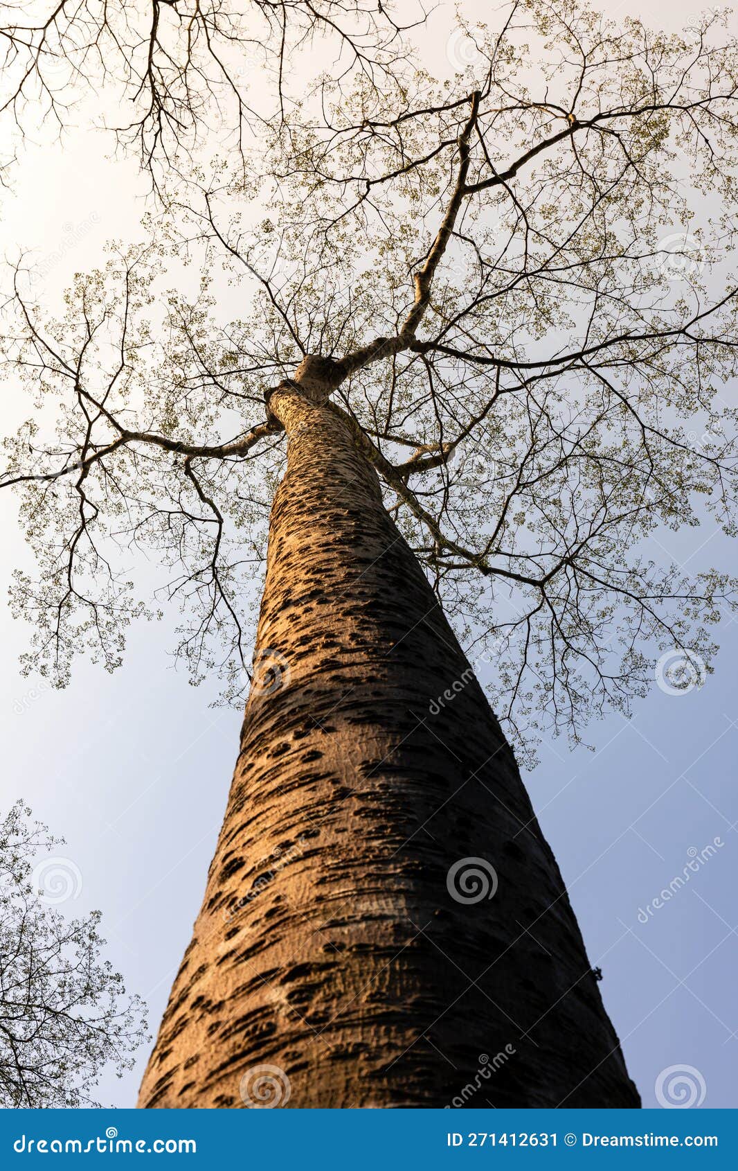 Leafless Tree with Hot Environment in Tropical Rainforest Stock Image ...