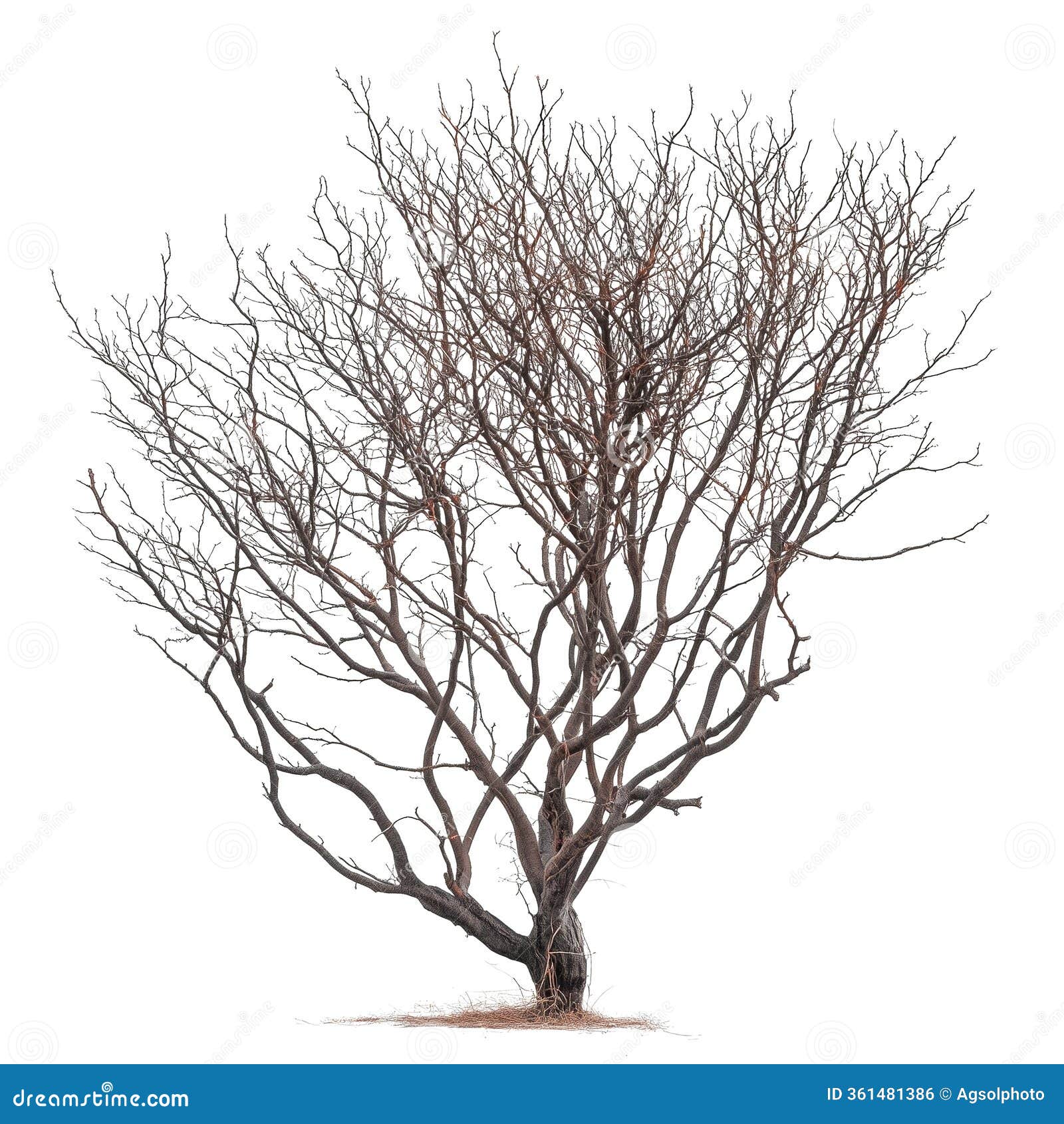 Leafless Tree with Intricate, Twisting Branches Isolated on a ...
