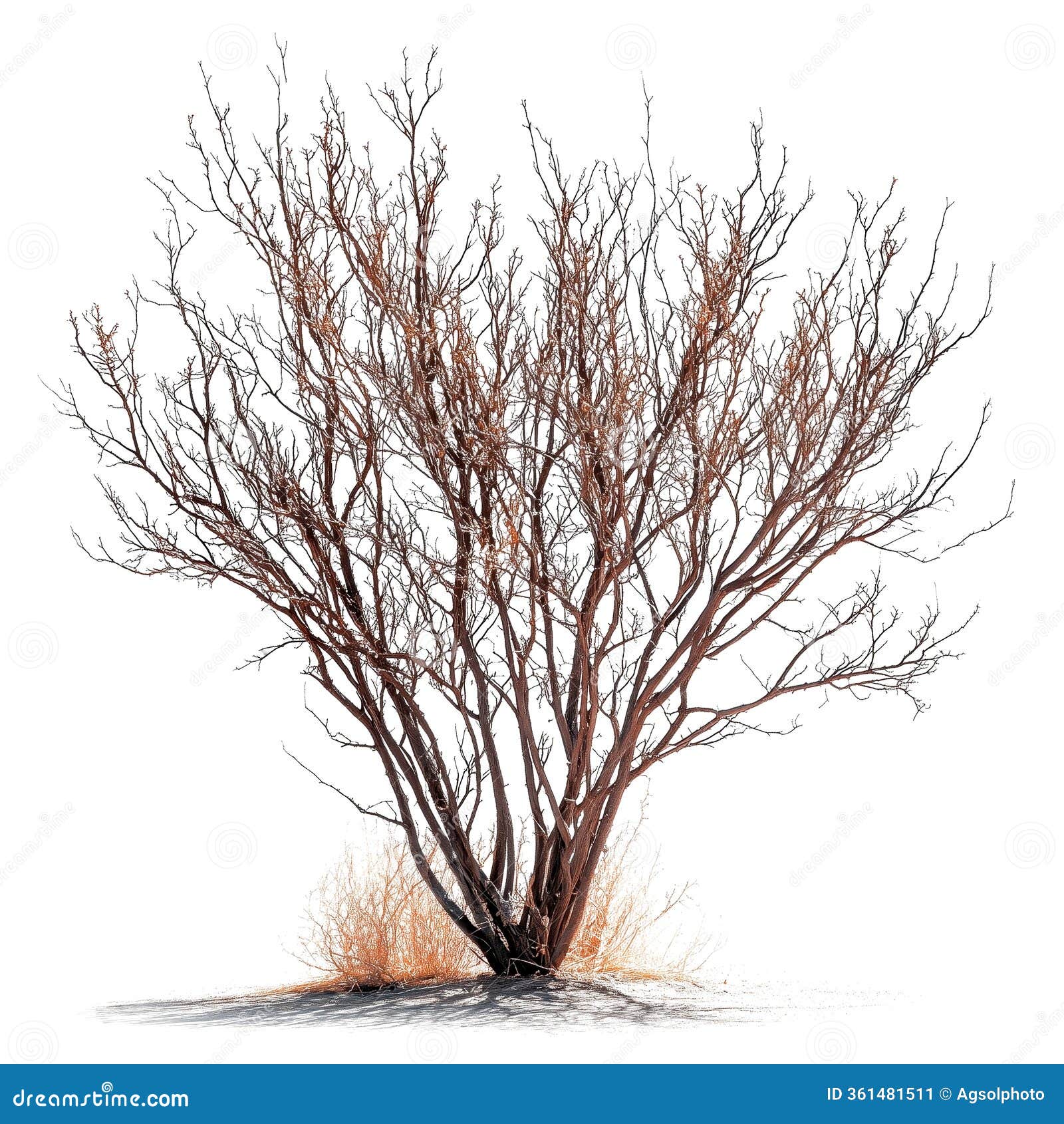 Leafless Tree with Intricate, Twisting Branches Isolated on a ...