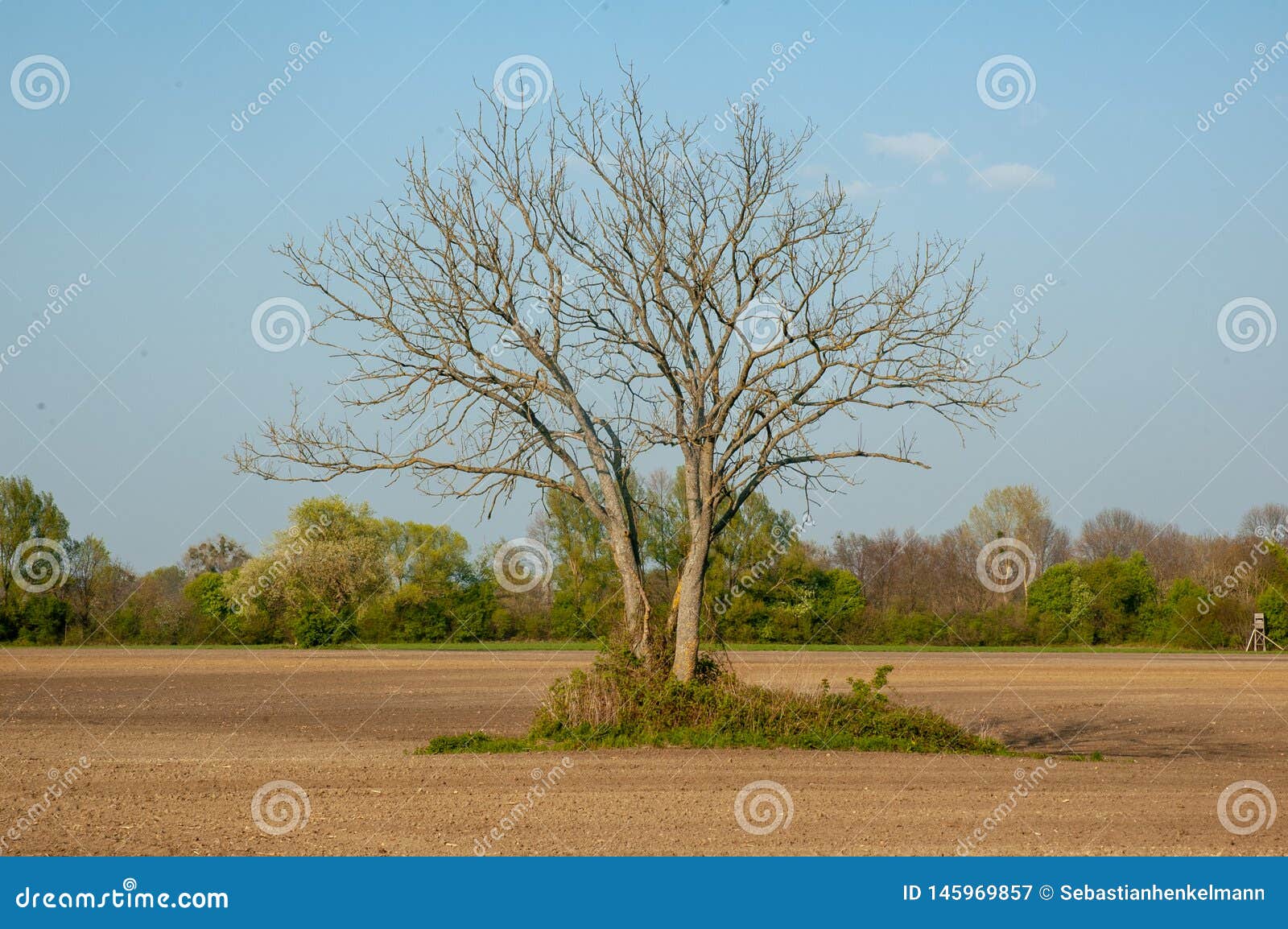 Leafless tree stock image. Image of environment, brown - 145969857