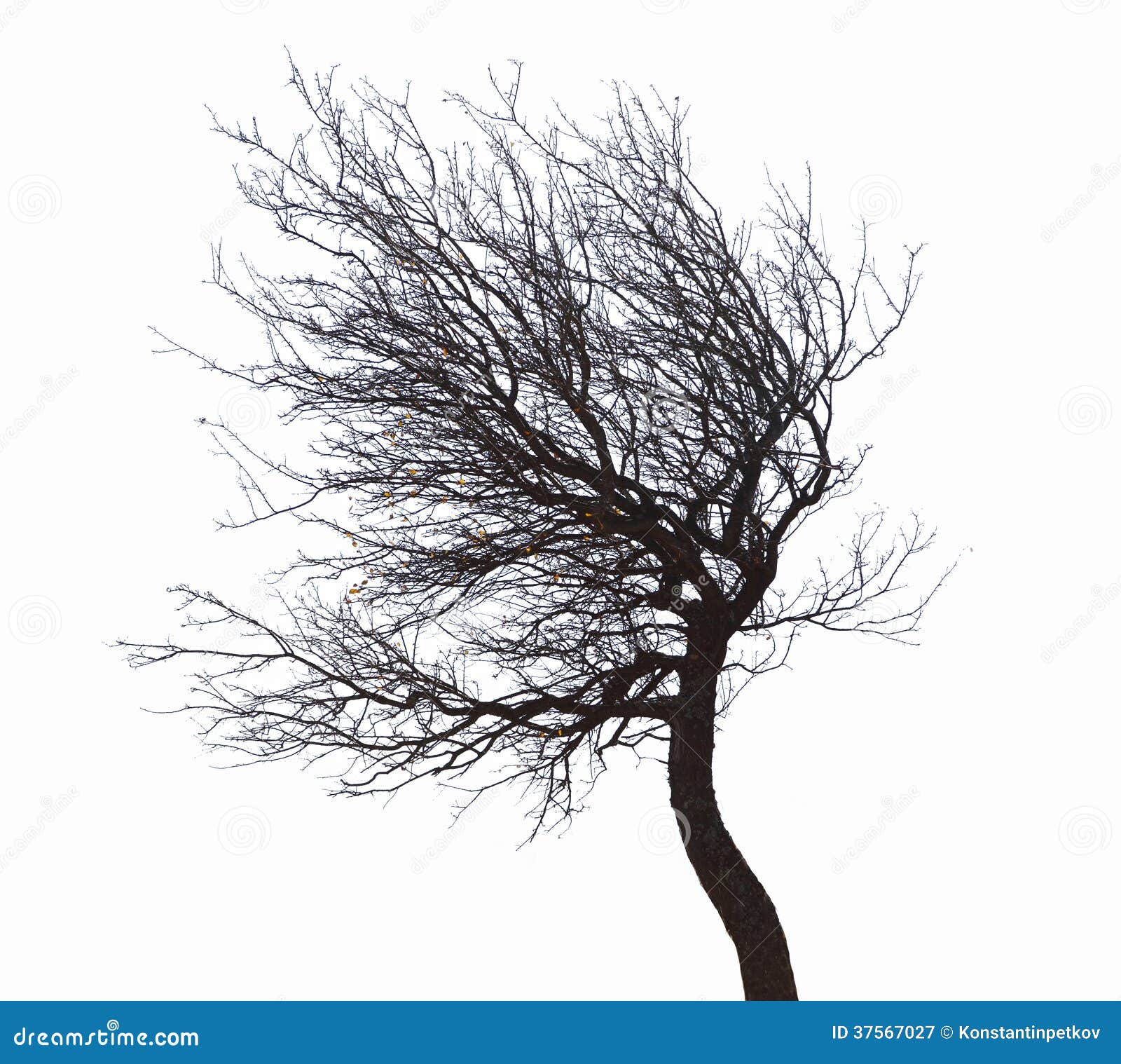 Leafless tree isolated stock image. Image of isolated - 37567027