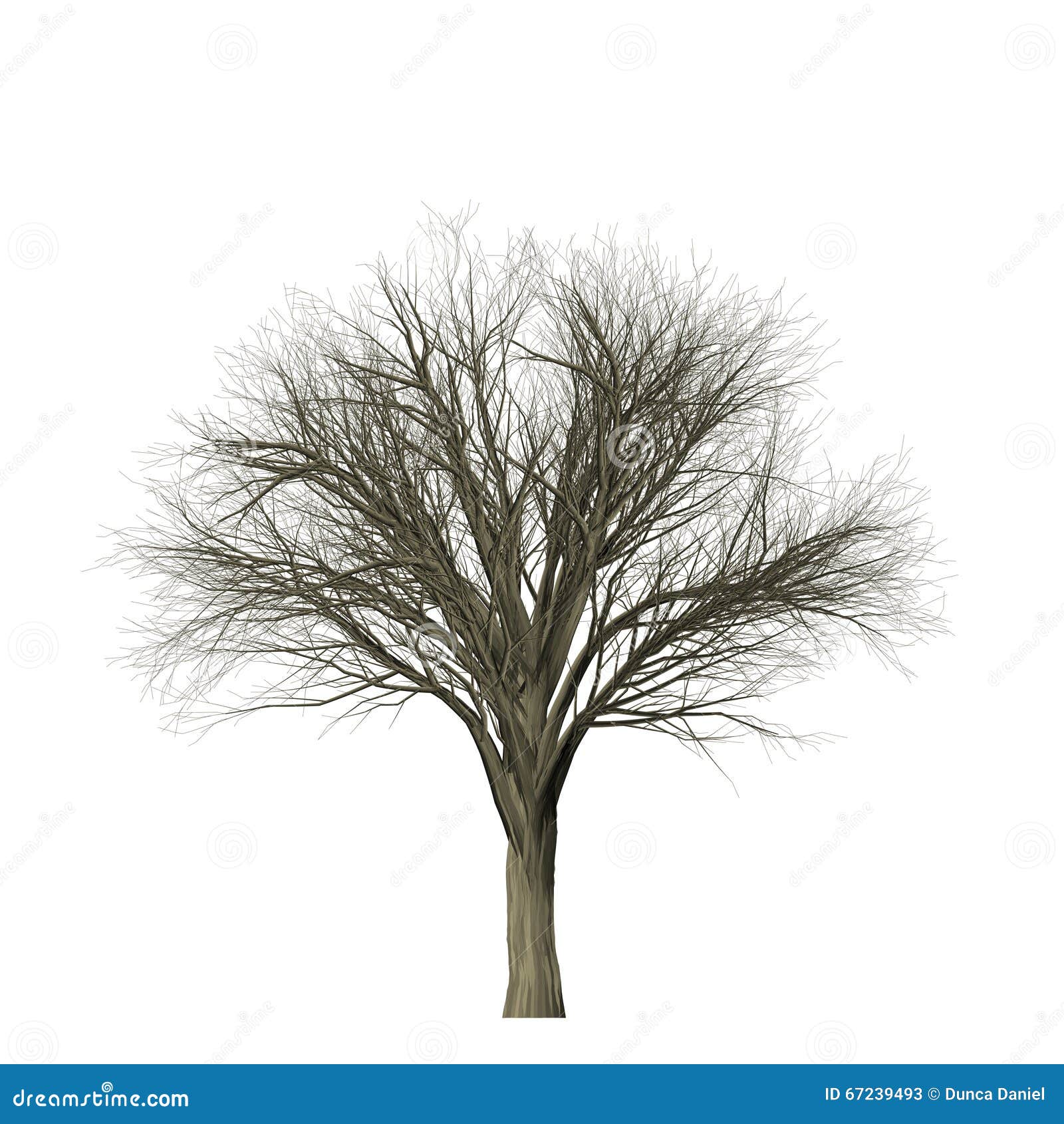 Leafless Tree Isolated On White Stock Image | CartoonDealer.com #67239493