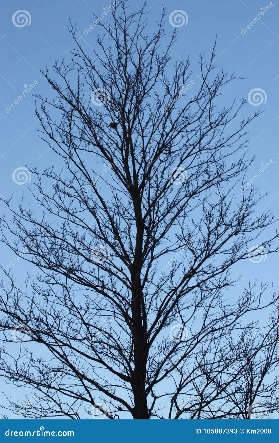 Leafless tree stock image. Image of nature, branches - 105887393