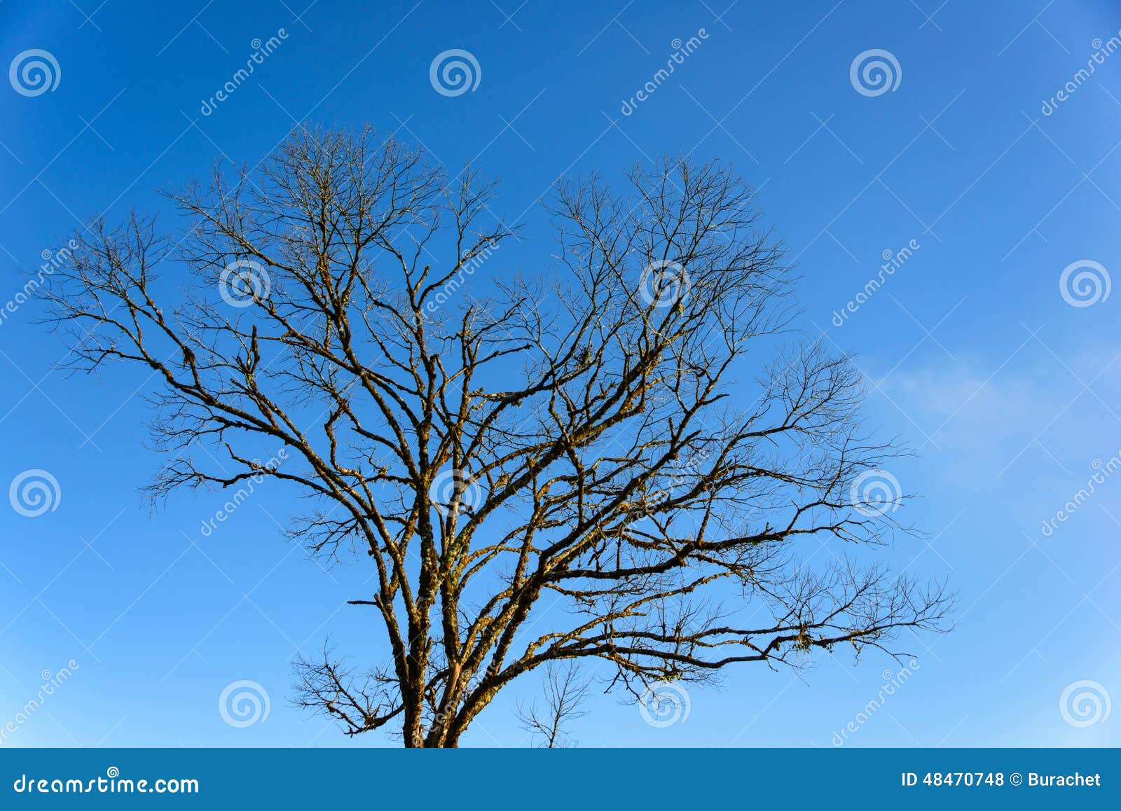Leafless tree stock photo. Image of death, autumn, cultivated - 48470748