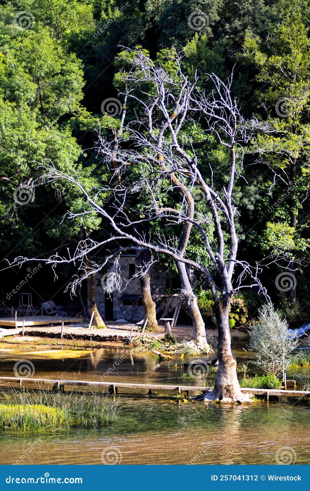 Leafless Tree Near the Lake Stock Photo - Image of season, nature ...