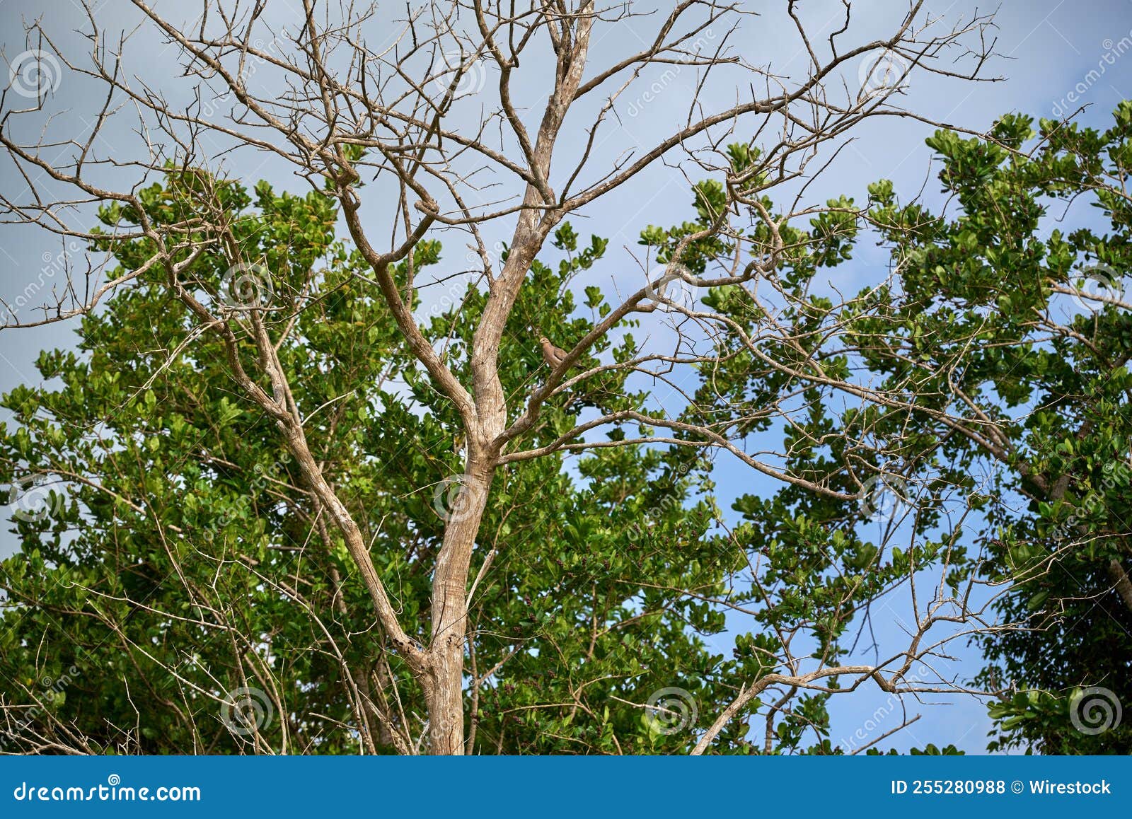 Leafless Tree Near Trees with Leaves Stock Photo - Image of green ...