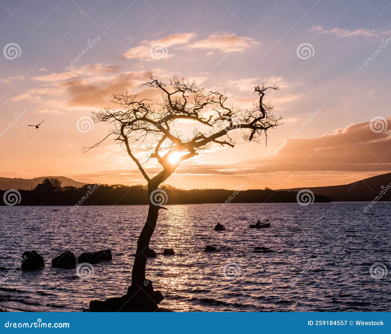 A Leafless Tree Next To a River during the Sunset Stock Image - Image ...