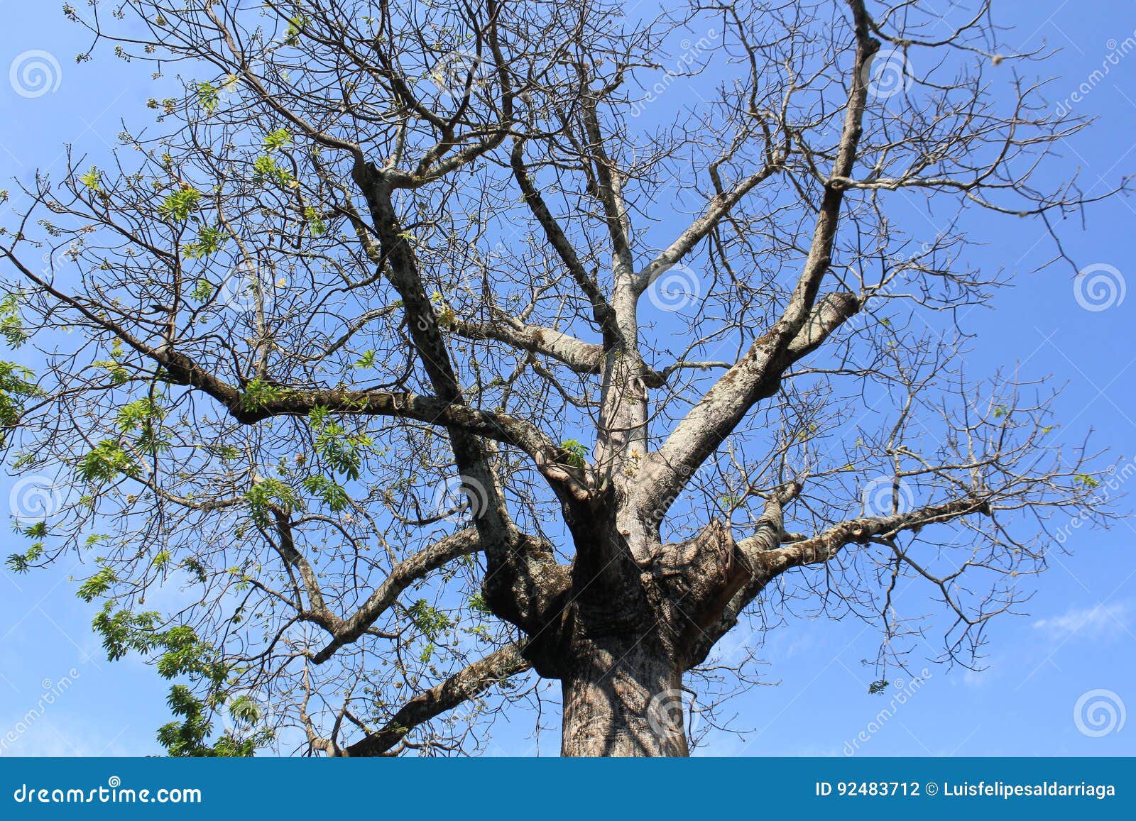 Leafless tree. stock photo. Image of flags, leafless - 92483712