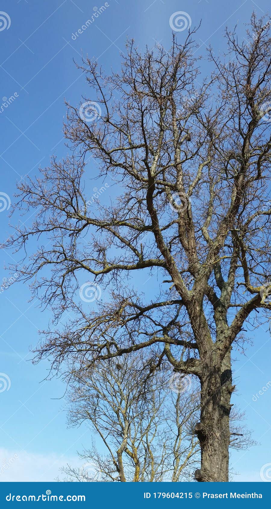 Leafless Tree stock image. Image of fresh, empty, quiet - 179604215