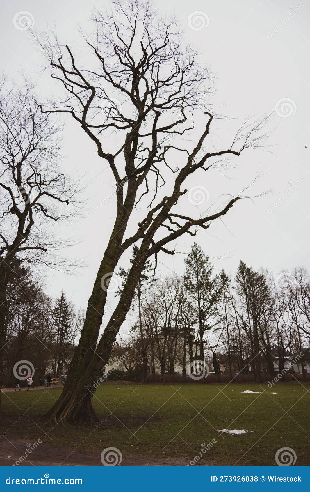 Leafless Tree in a Park Setting during the Autumn Season Stock Photo ...