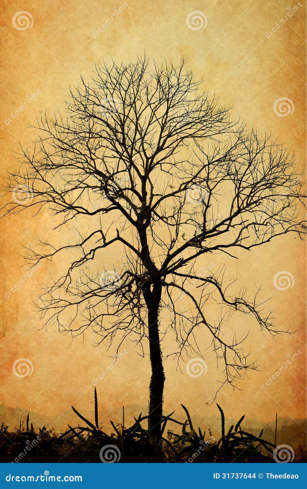 Old Leafless Tree