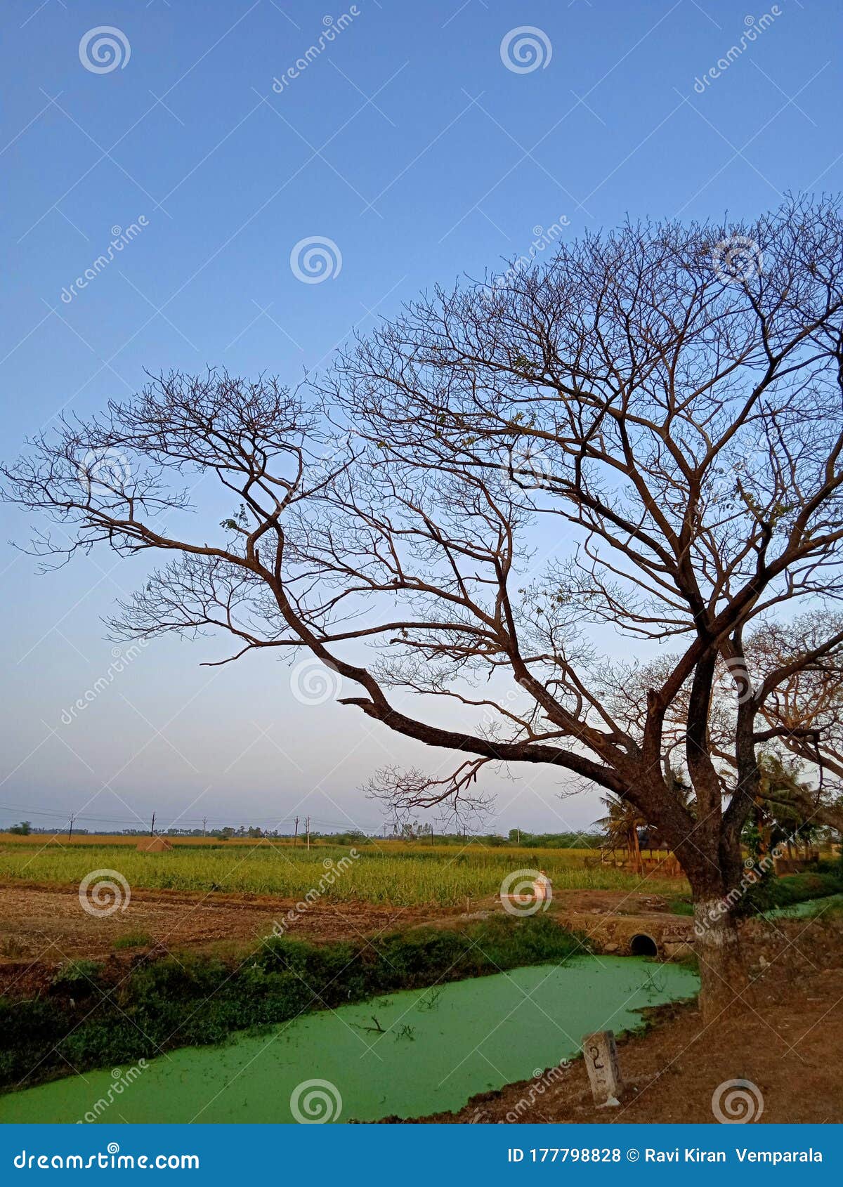 Leafless Tree in a Side of the Road Stock Photo - Image of road, trees ...
