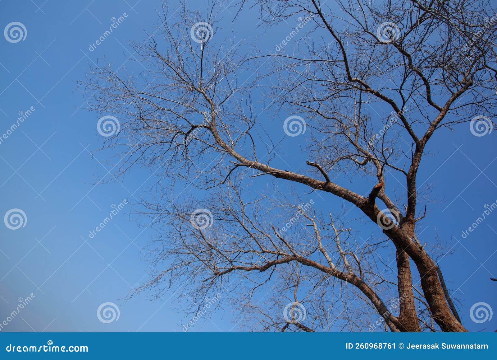 Leafless Tree with Sky Background Stock Image - Image of outdoors ...