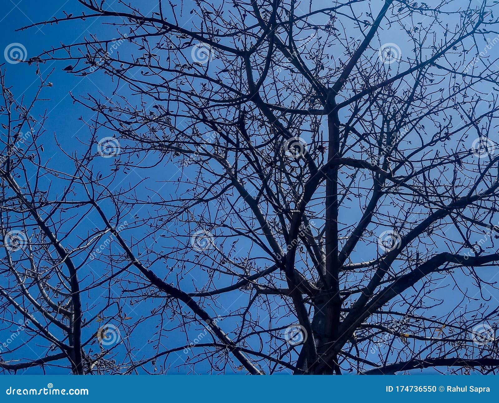 Leafless Tree Standing Tall with Blue Sky at the Back at Delhi India ...