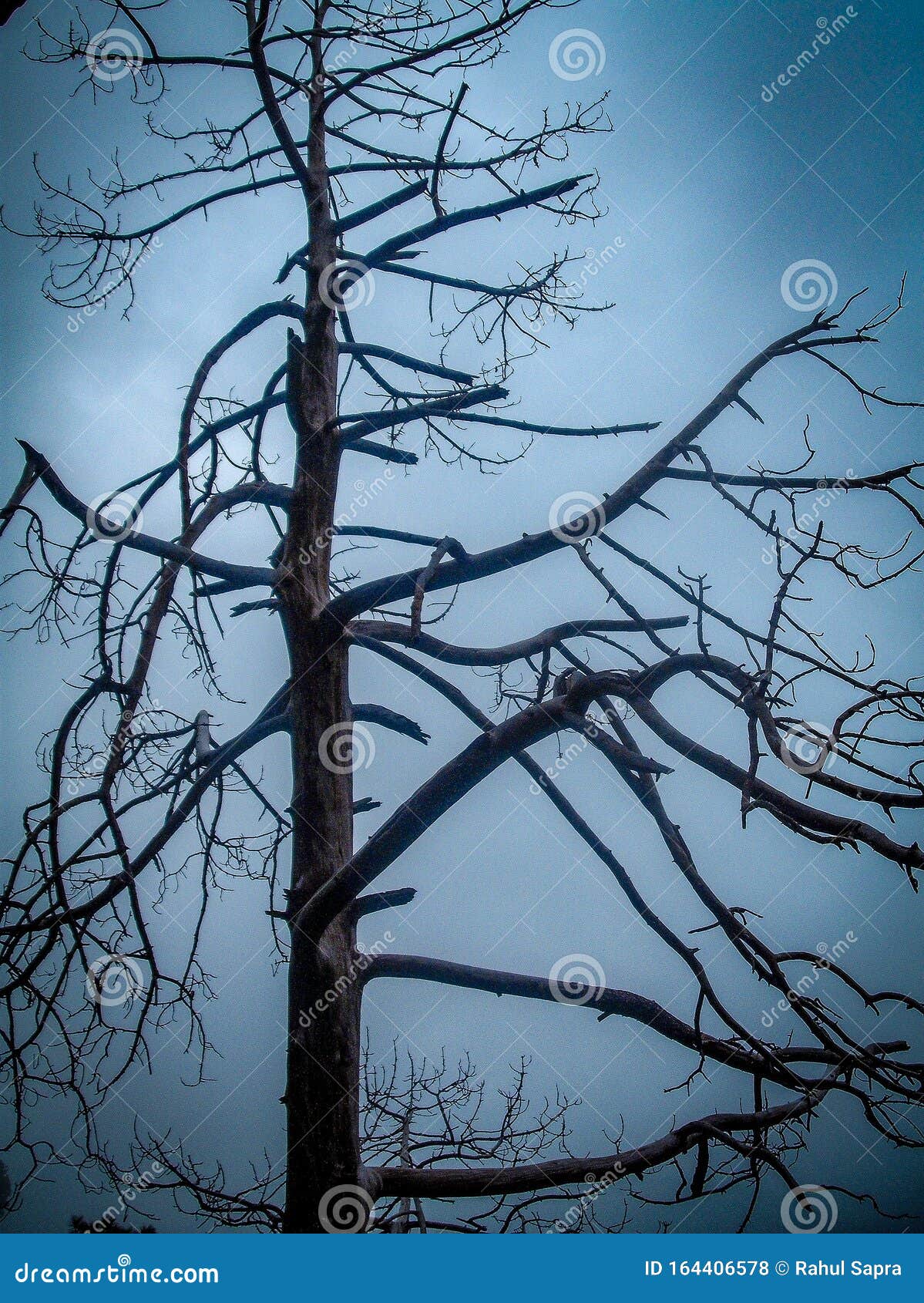 Leafless Tree Standing Tall Touching the Sky in Kashmir India. Long ...
