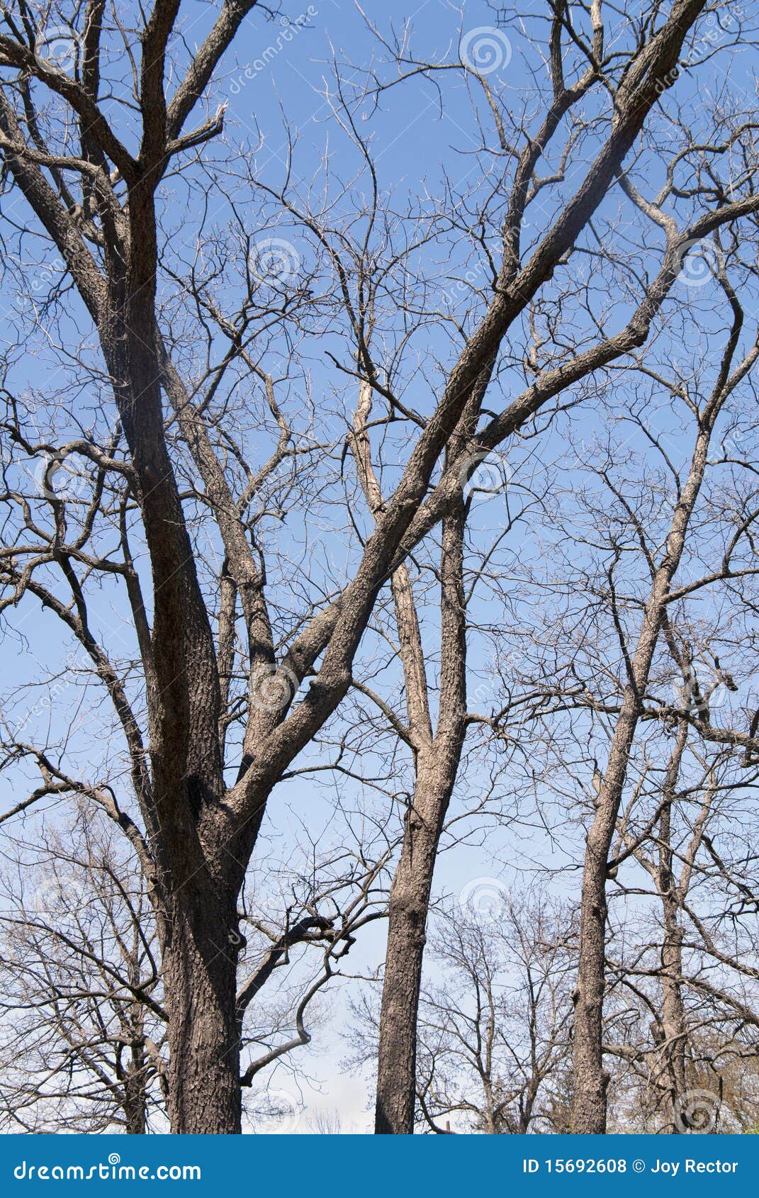 Leafless Tree Tops stock photo. Image of tops, trees - 15692608