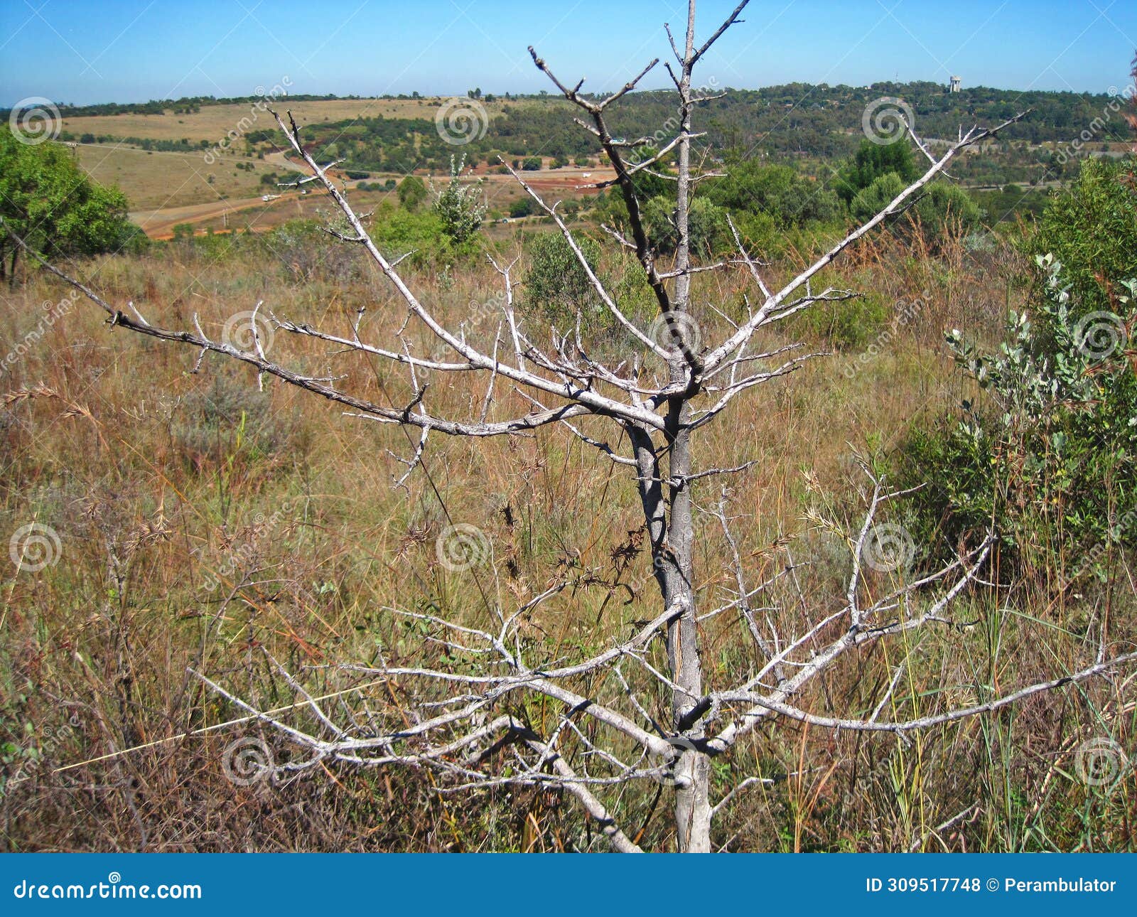 LEAFLESS TREE in the VELD in WINTER on the SOUTH AFRICAN HIGHVELD Stock ...