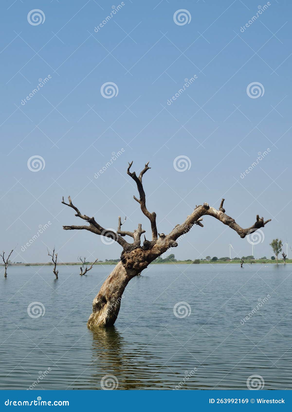 Leafless tree on water stock image. Image of background - 263992169