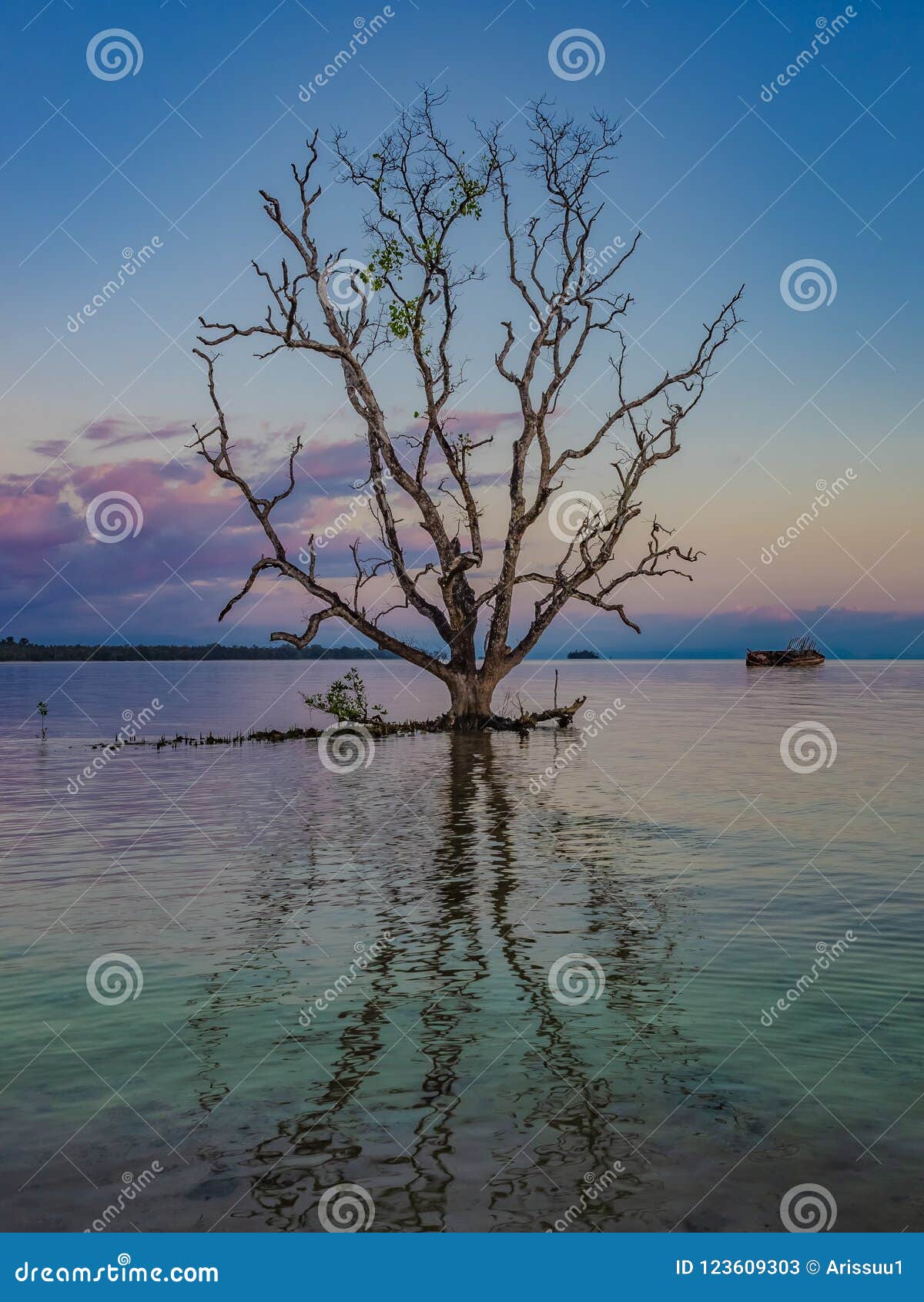 Leafless Tree with Water Reflection Stock Image - Image of branch, life ...