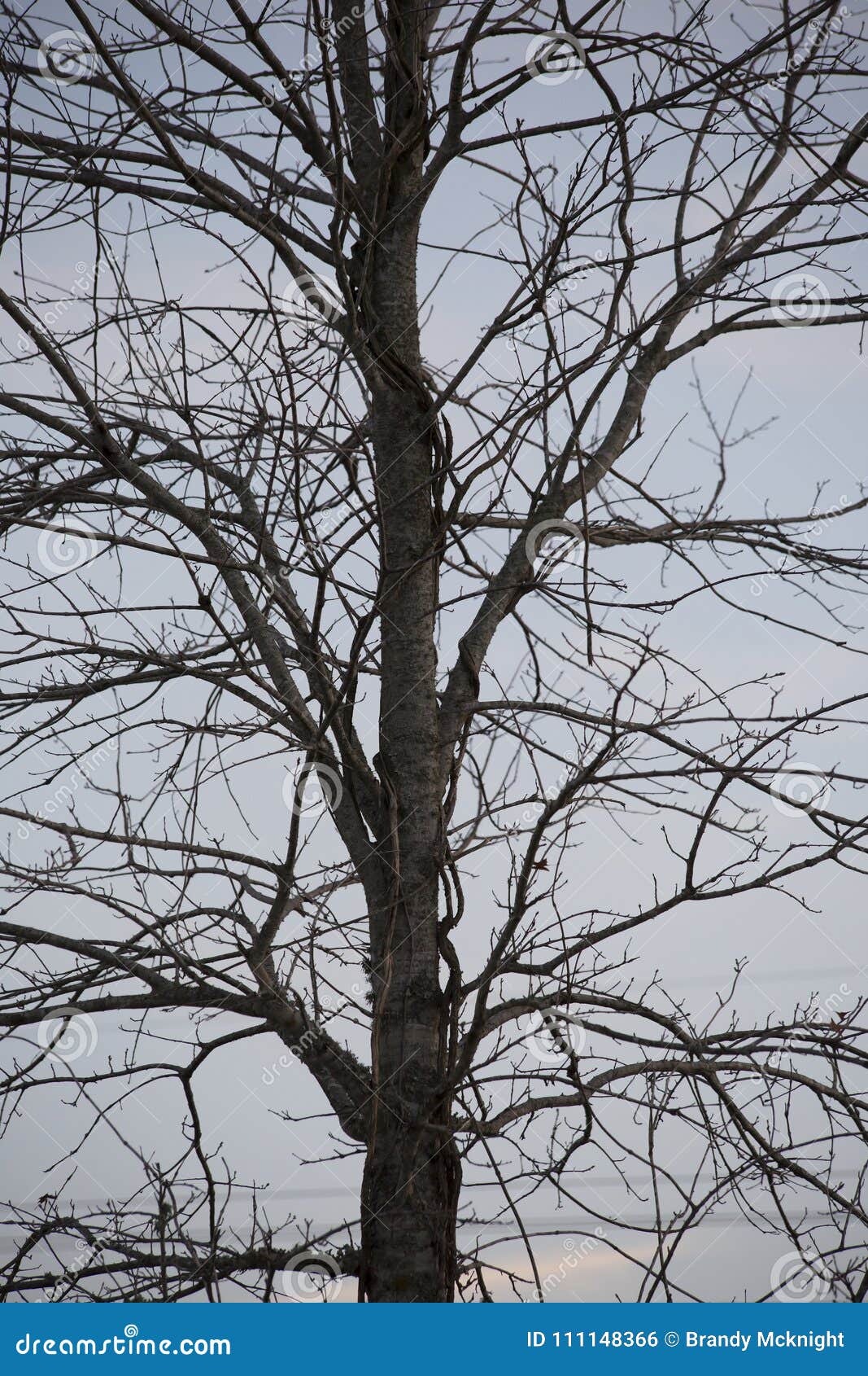 Leafless Winter Tree Against a Dreary Grey Background Stock Photo ...