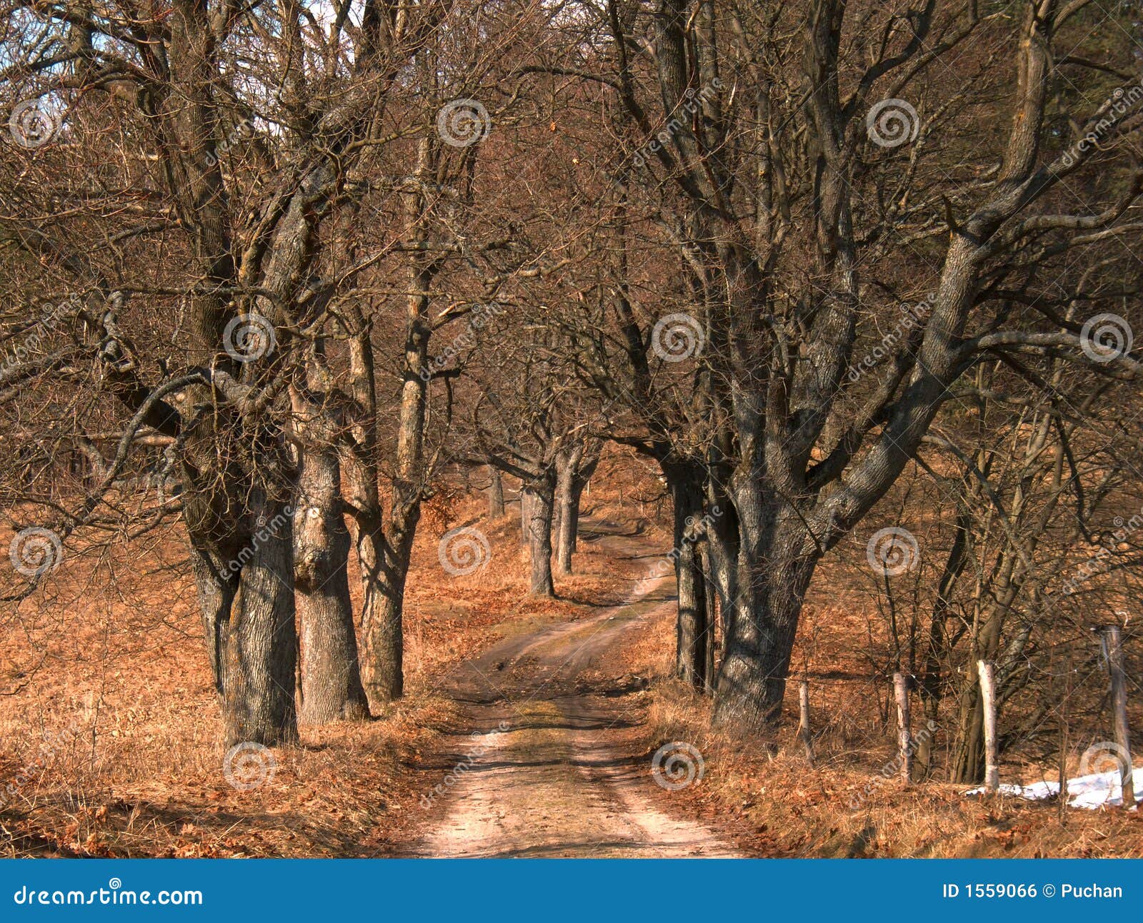 Leafless Trees And Pathway In Autumnal Park Royalty-Free Stock ...