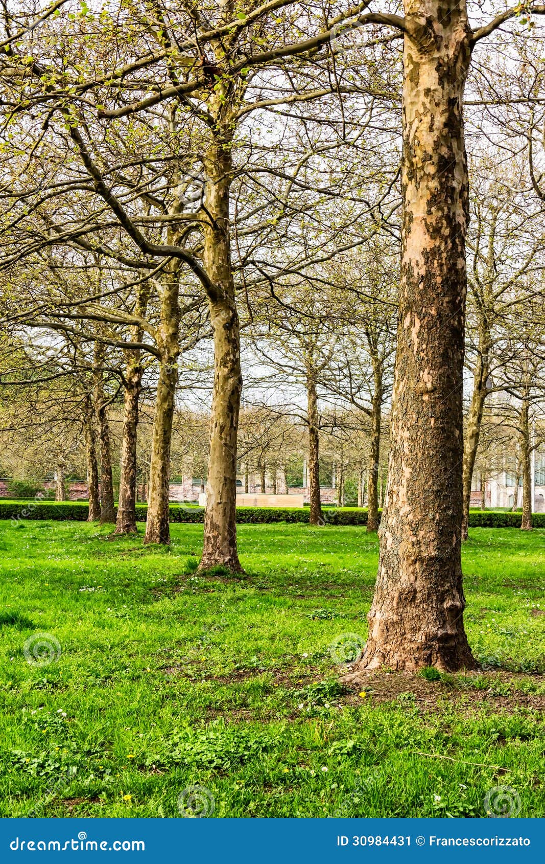 Leafless Trees at the Beginning of Spring Stock Image - Image of green ...