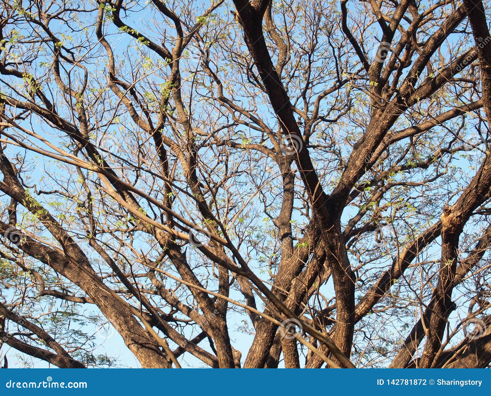 Leafless Trees with Branches Stock Photo - Image of shadow, outdoor ...