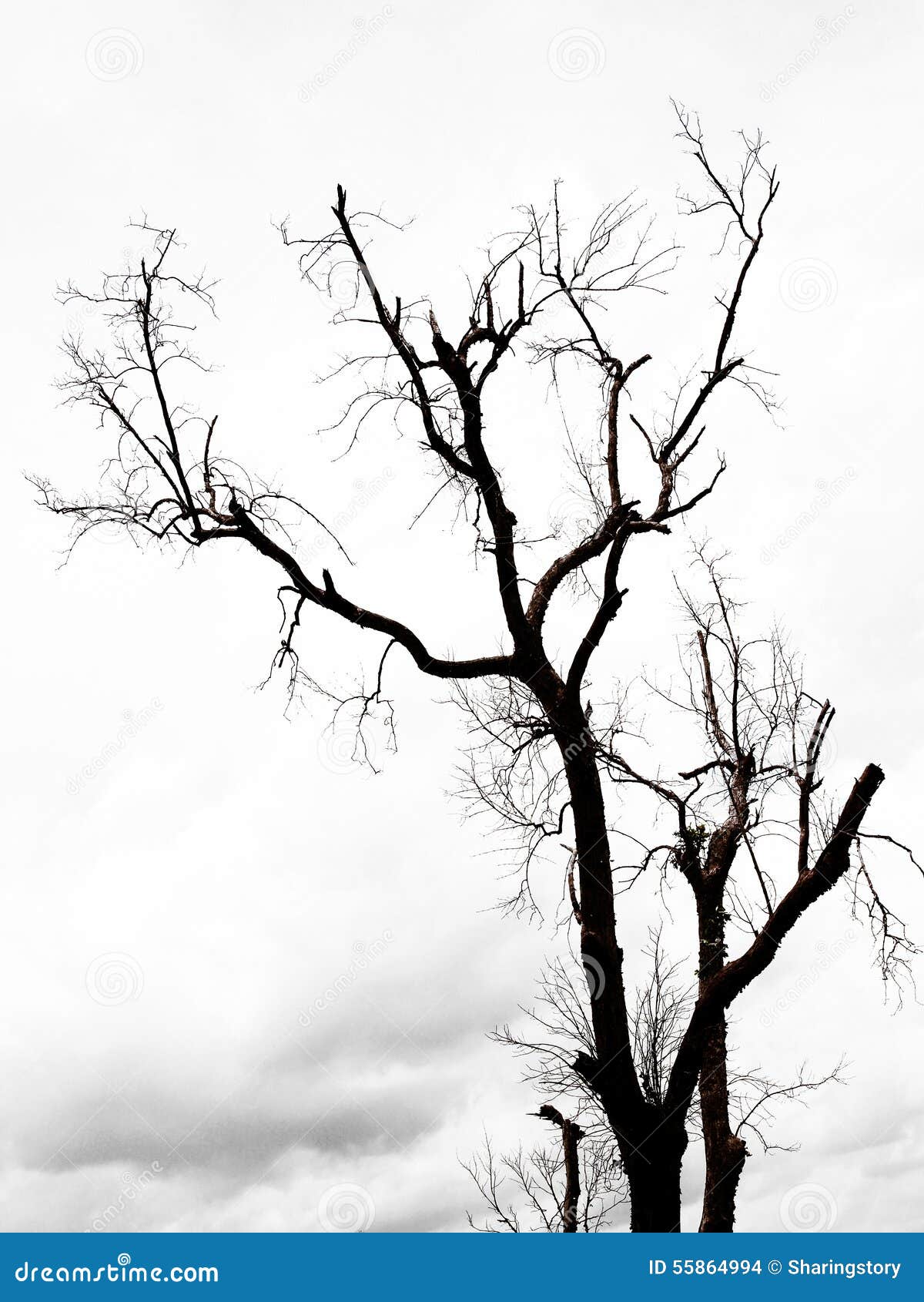 Leafless Trees with Branches Stock Photo - Image of mood, shine: 55864994