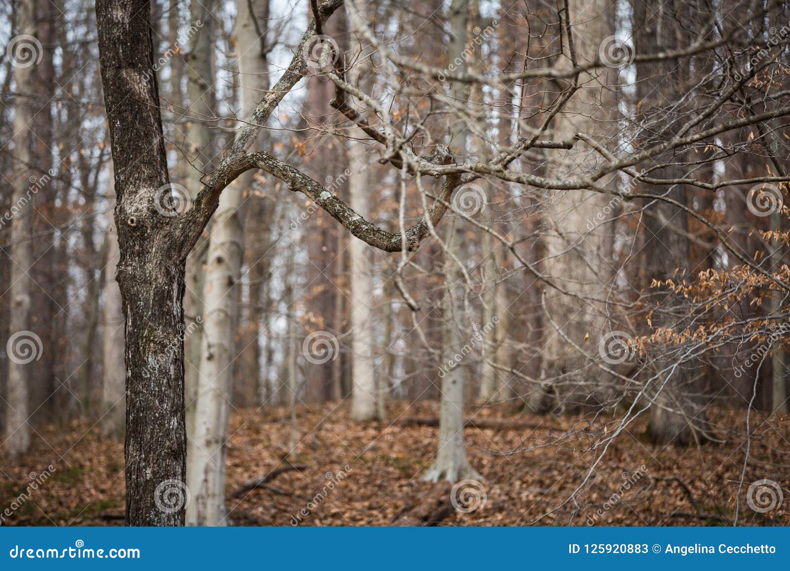 Leafless Trees and Branches in Enchanted Forest in Winter Stock Image ...