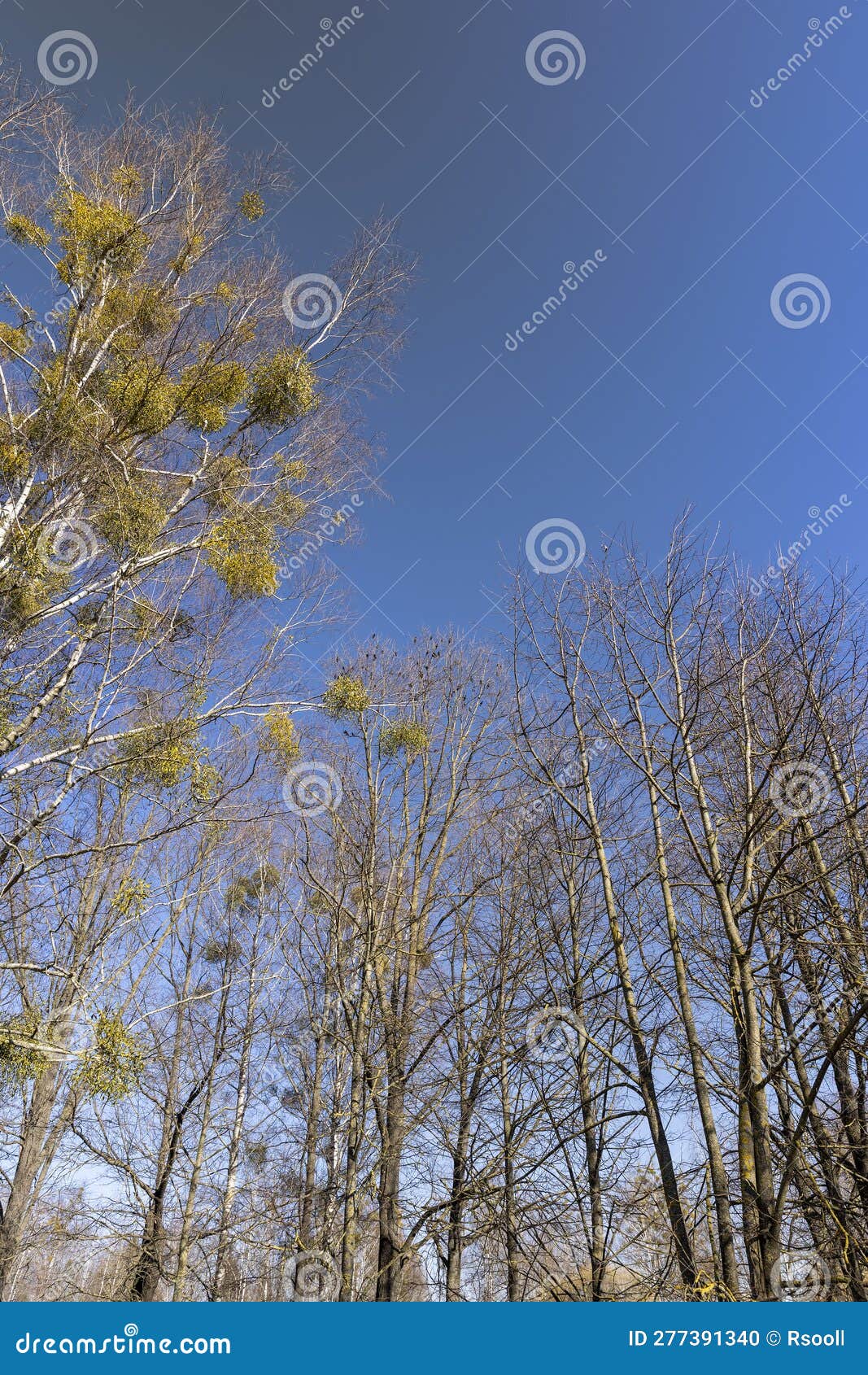 Leafless Trees in Early Spring in Sunny Weather Stock Photo - Image of ...