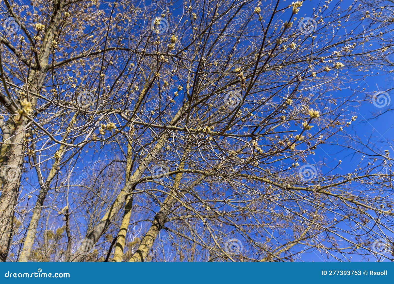 Leafless Trees in Early Spring in Sunny Weather Stock Image - Image of ...