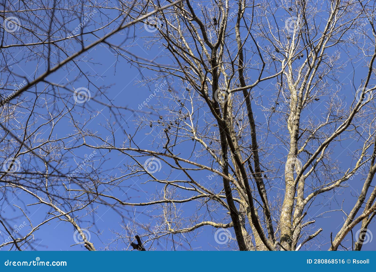Leafless Trees in Early Spring in Sunny Weather Stock Photo - Image of ...