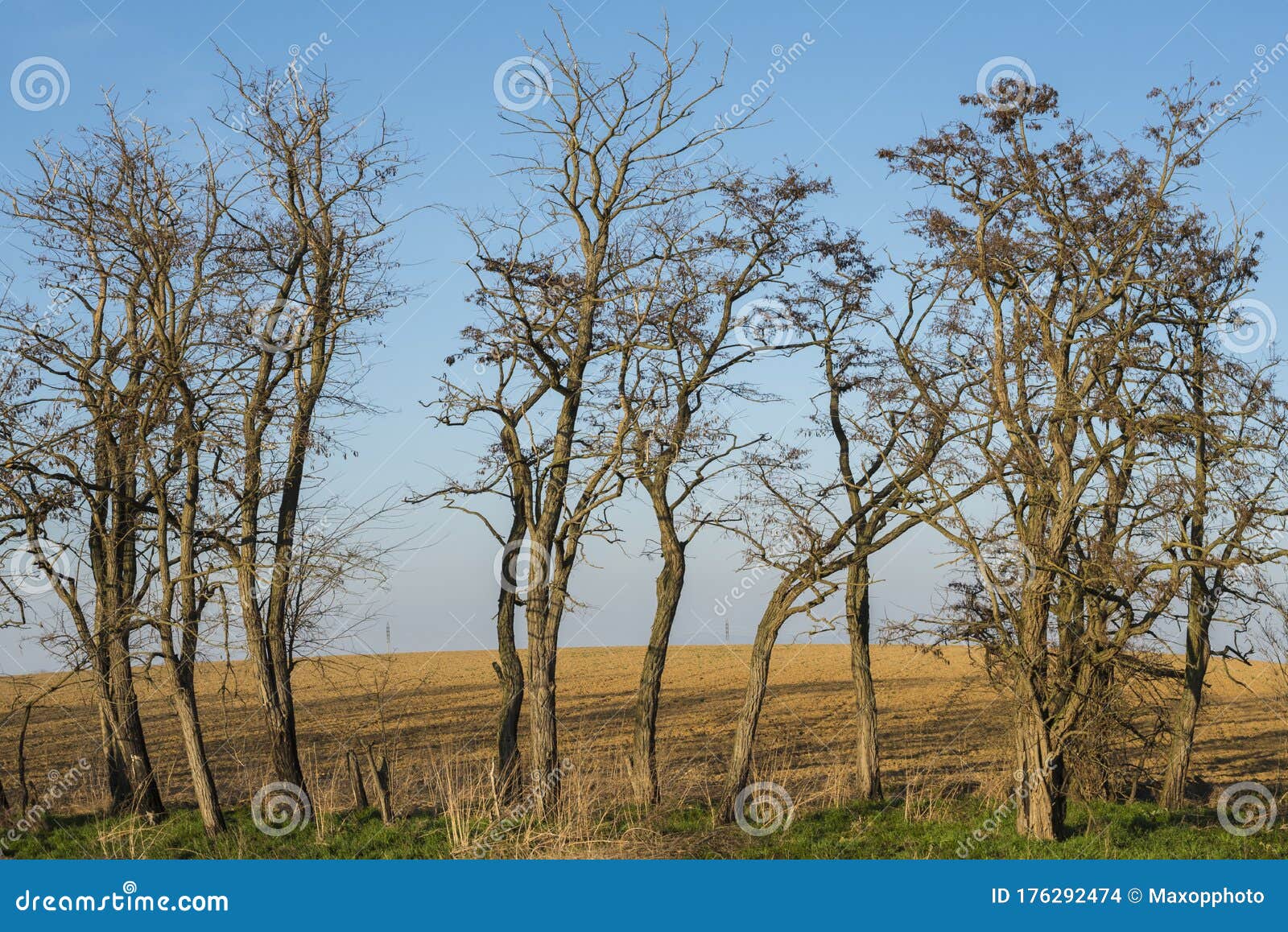 Leafless Trees in the Field in the Spring Stock Photo - Image of rural ...