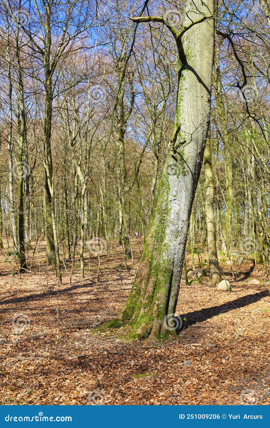 Leafless Trees in a Forest with a Bit of Regrowth Developing in Early ...