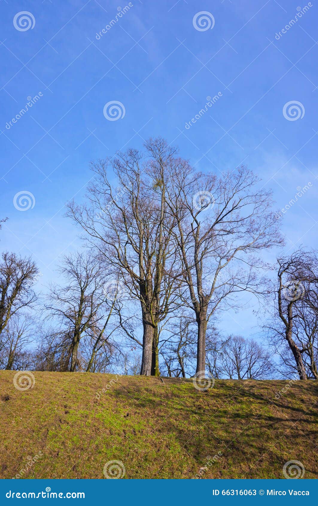 Leafless trees stock image. Image of nature, trees, sunny - 66316063