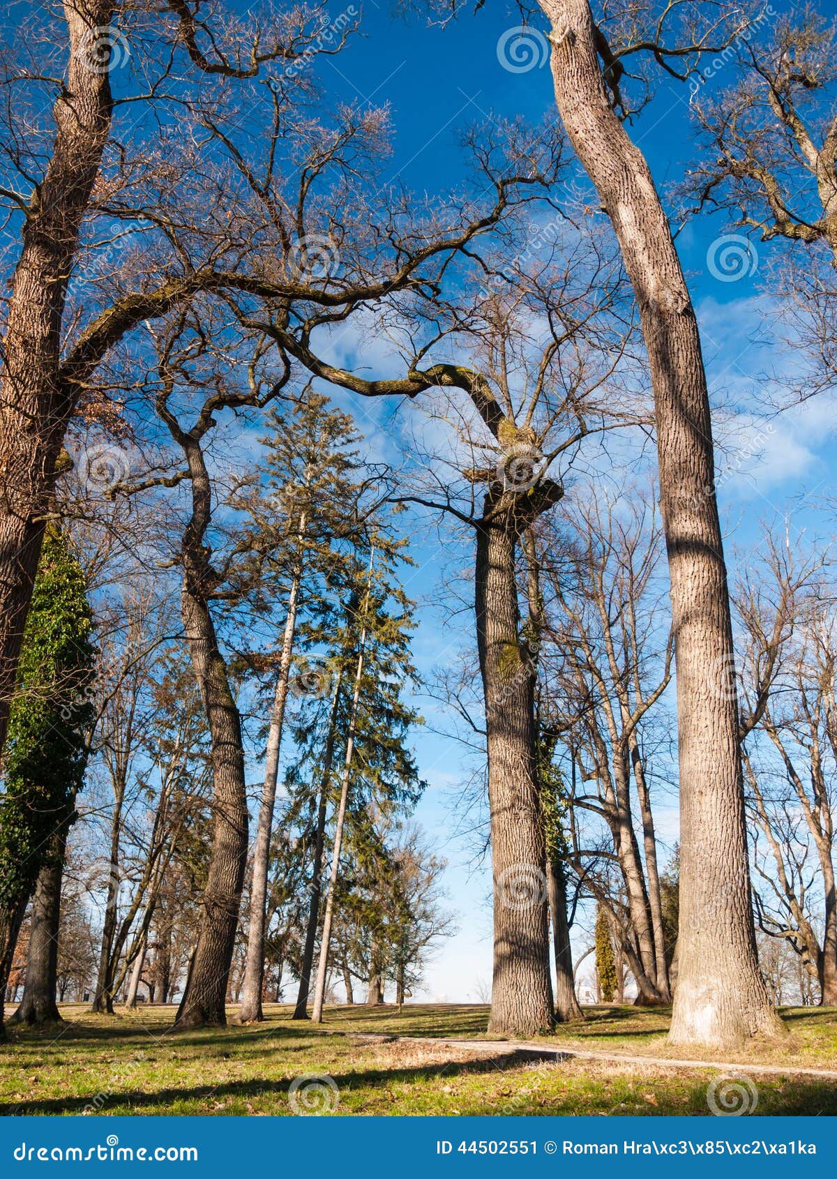Leafless trees stock image. Image of huge, bare, colorful - 44502551
