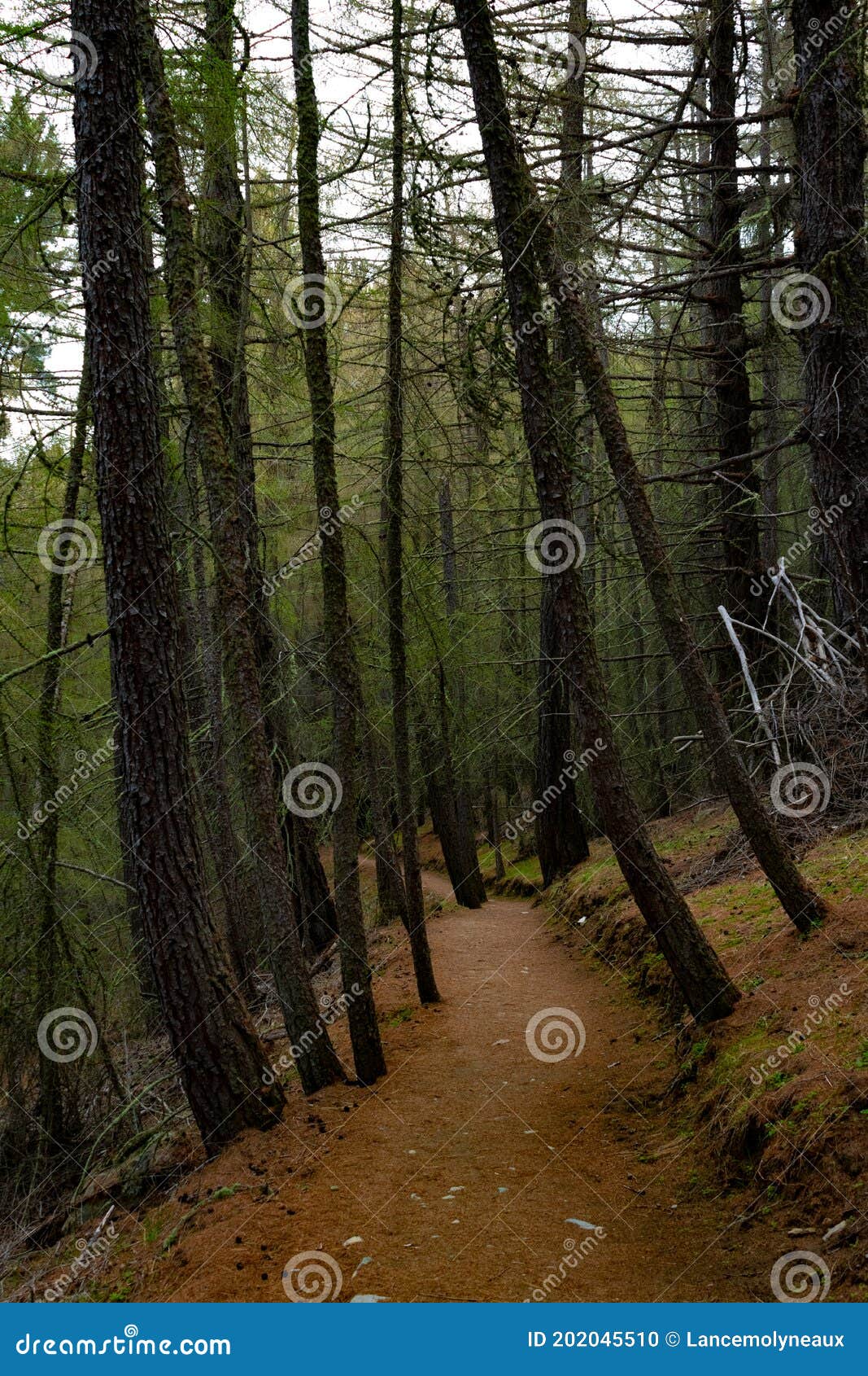 Leafless Trees Leaning Across Path in Forest Stock Photo - Image of ...