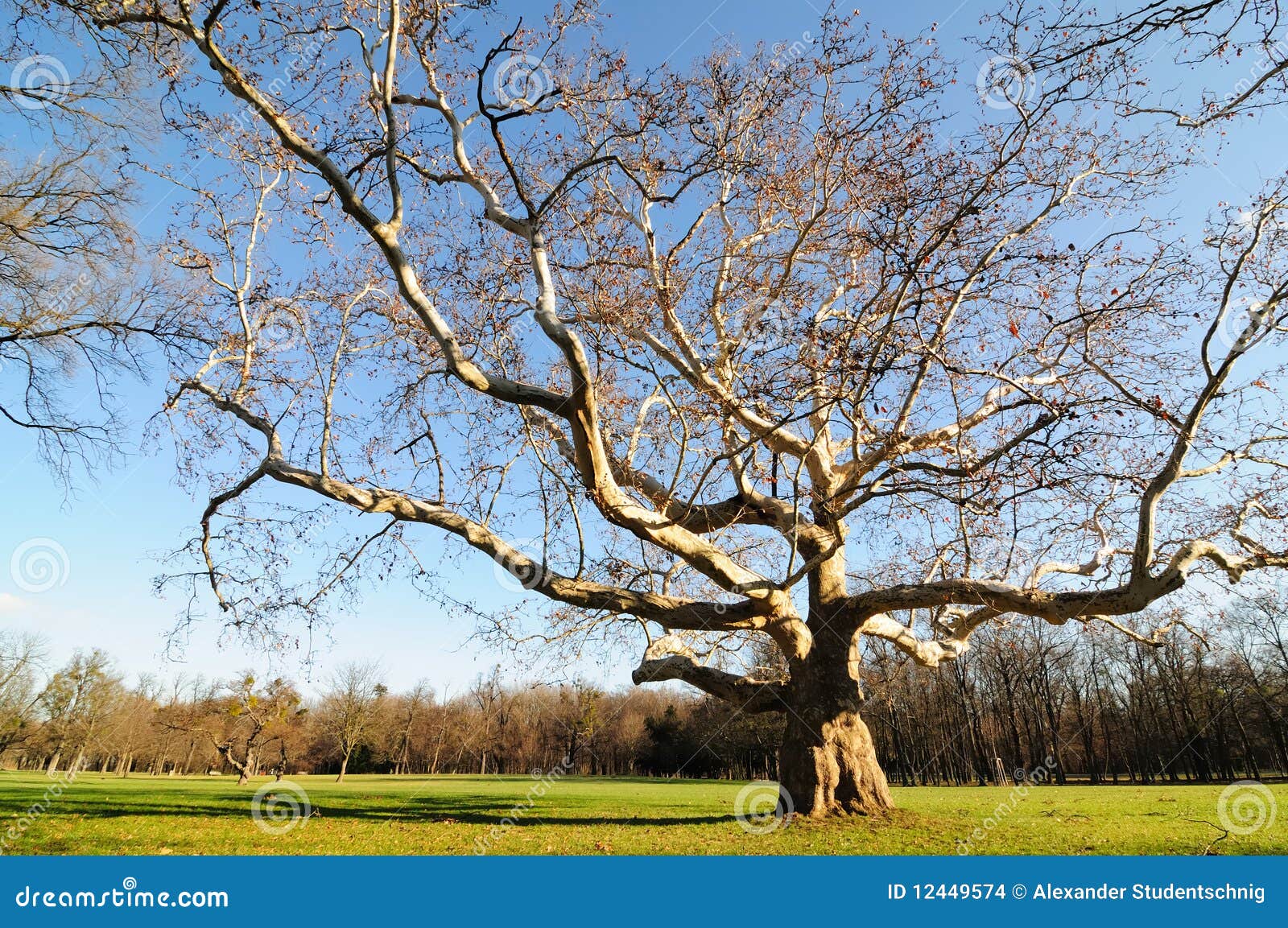 Leafless Trees No.6 Stock Images - Image: 12449574