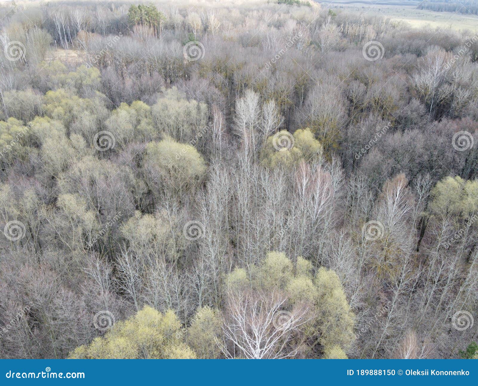 Leafless Trees in a Spring Forest, Aerial View Stock Photo - Image of ...