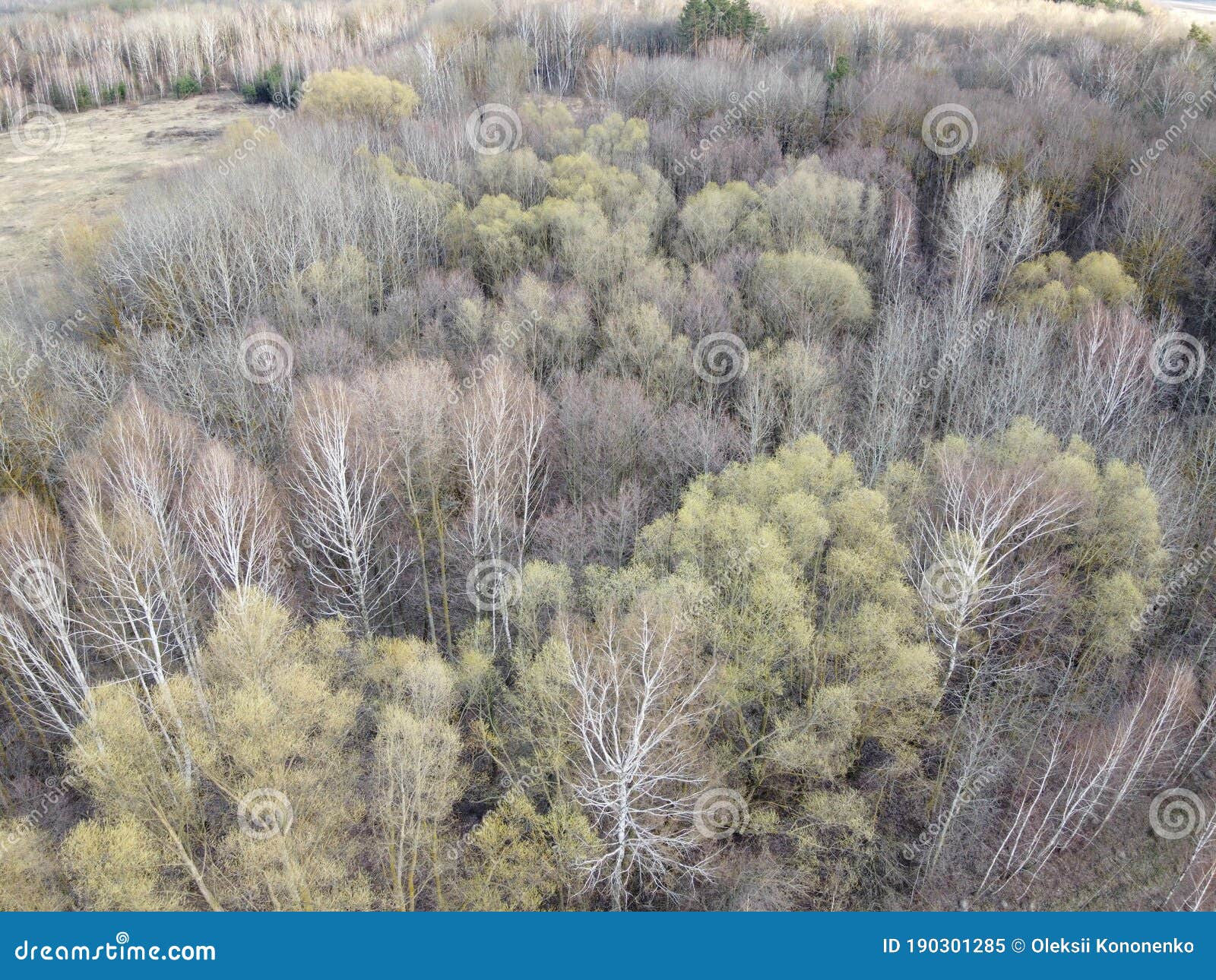 Leafless Trees in a Spring Forest, Aerial View Stock Image - Image of ...