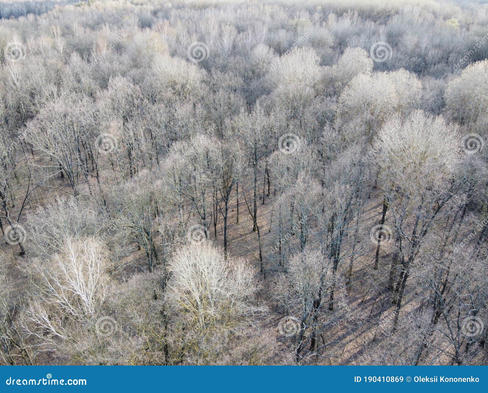 Leafless Trees in a Spring Forest, Aerial View Stock Image - Image of ...