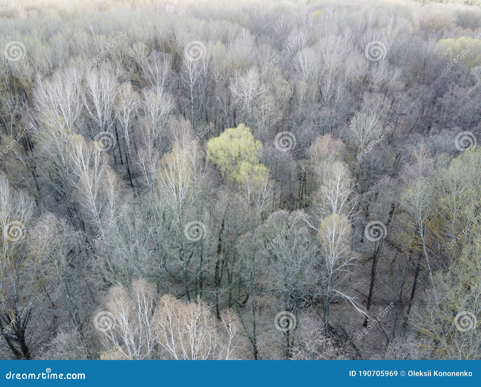 Leafless Trees in a Spring Forest, Aerial View Stock Image - Image of ...