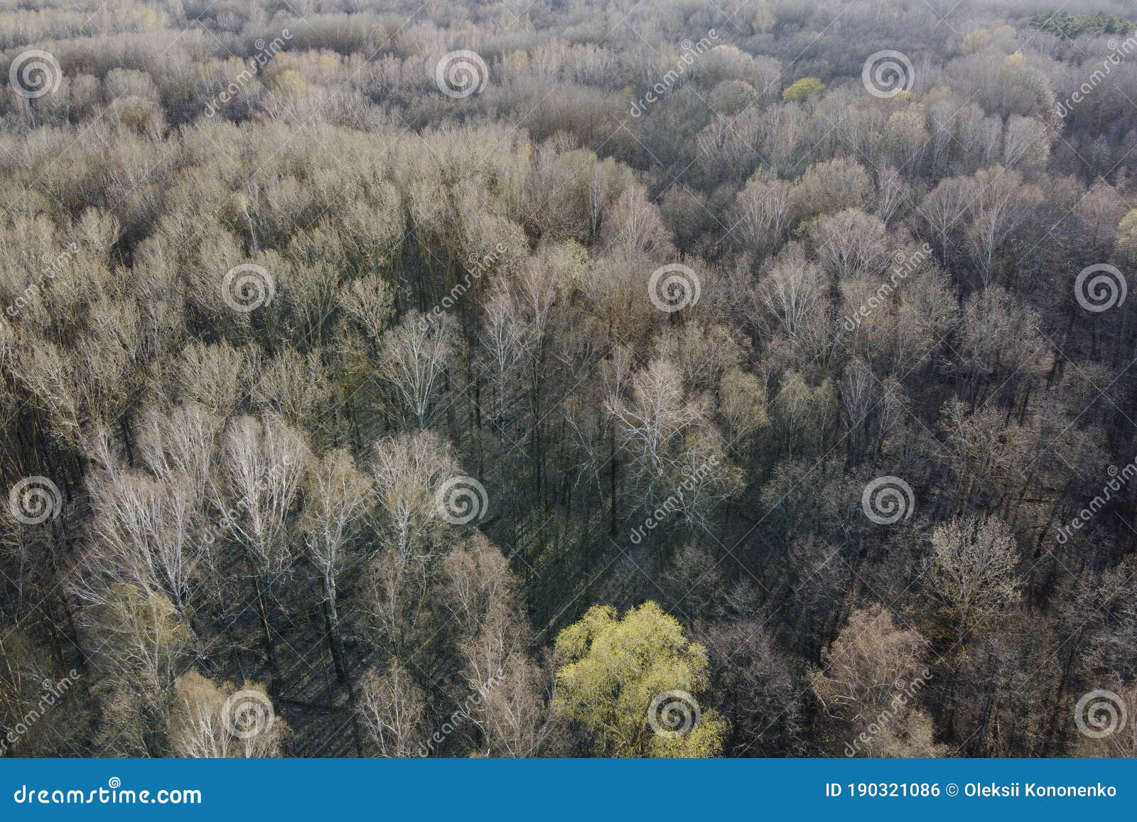 Leafless Trees in a Spring Forest, Aerial View Stock Photo - Image of ...