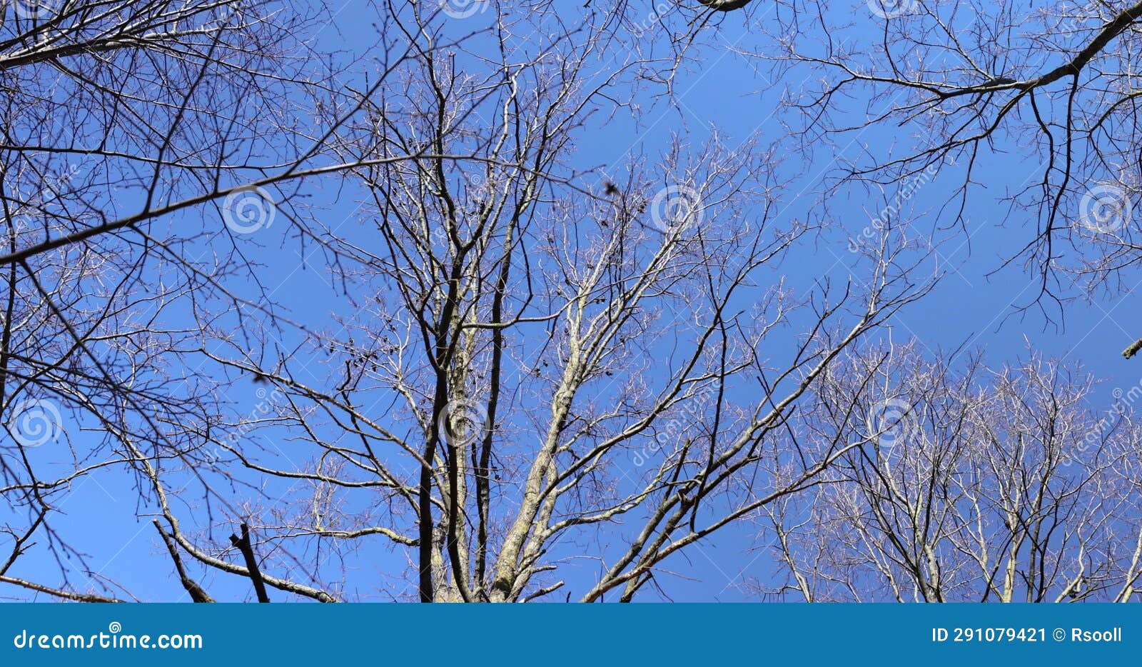 Leafless Trees in Sunny Weather in Spring Stock Video - Video of trees ...