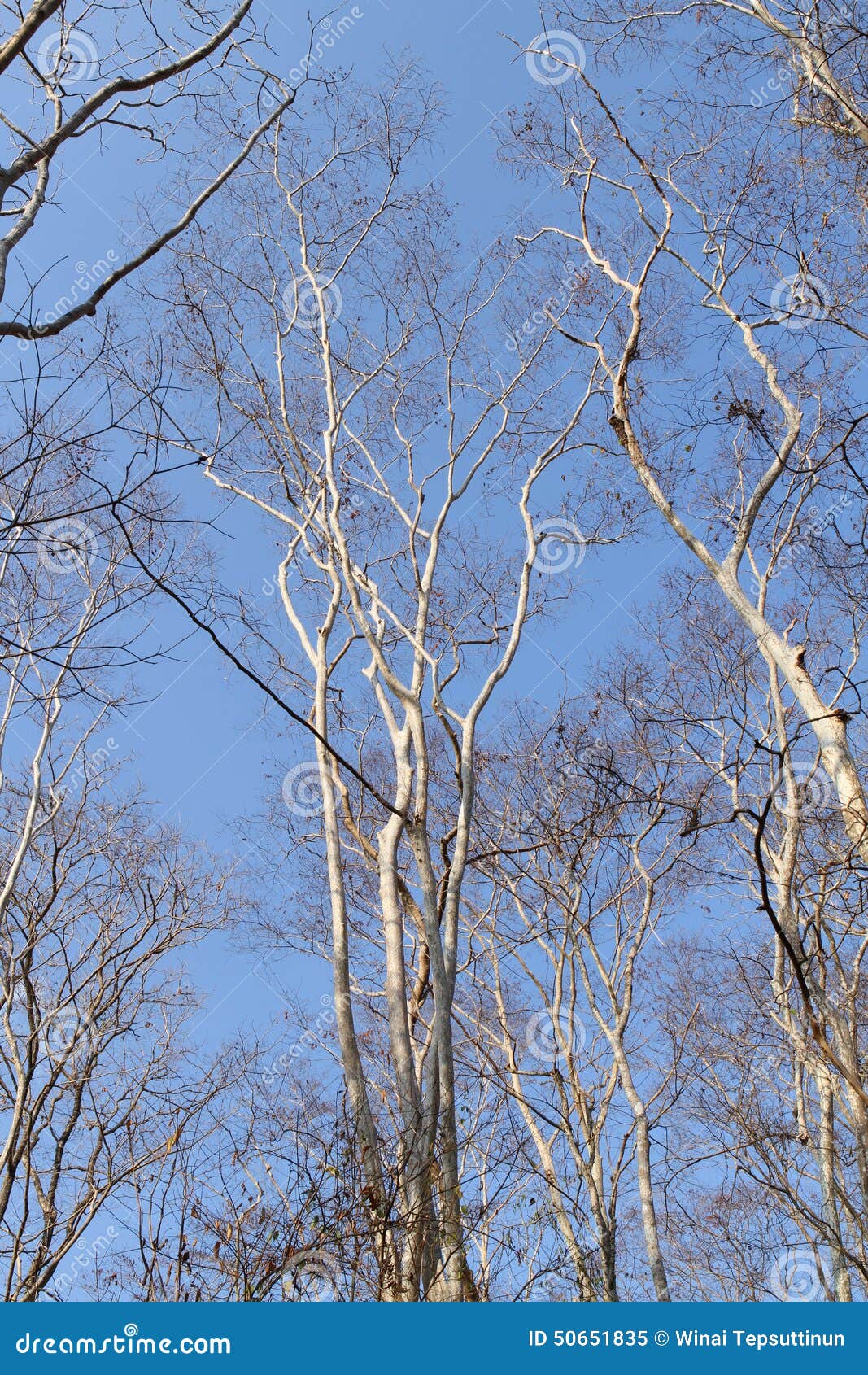 Leafless trees stock image. Image of leafless, tree, tropical - 50651835