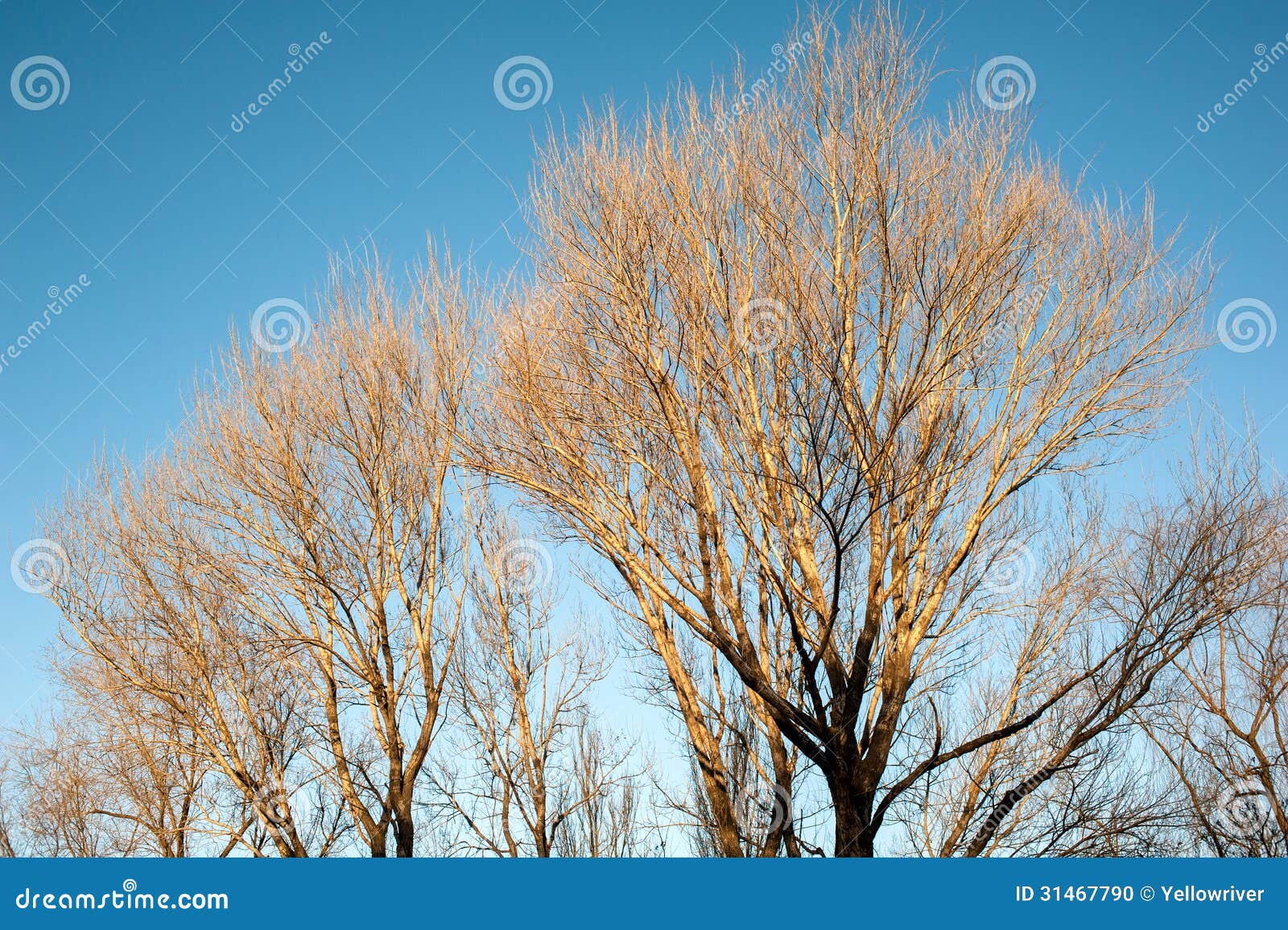The Leafless Trees in Winter Stock Photo - Image of winter, nature ...